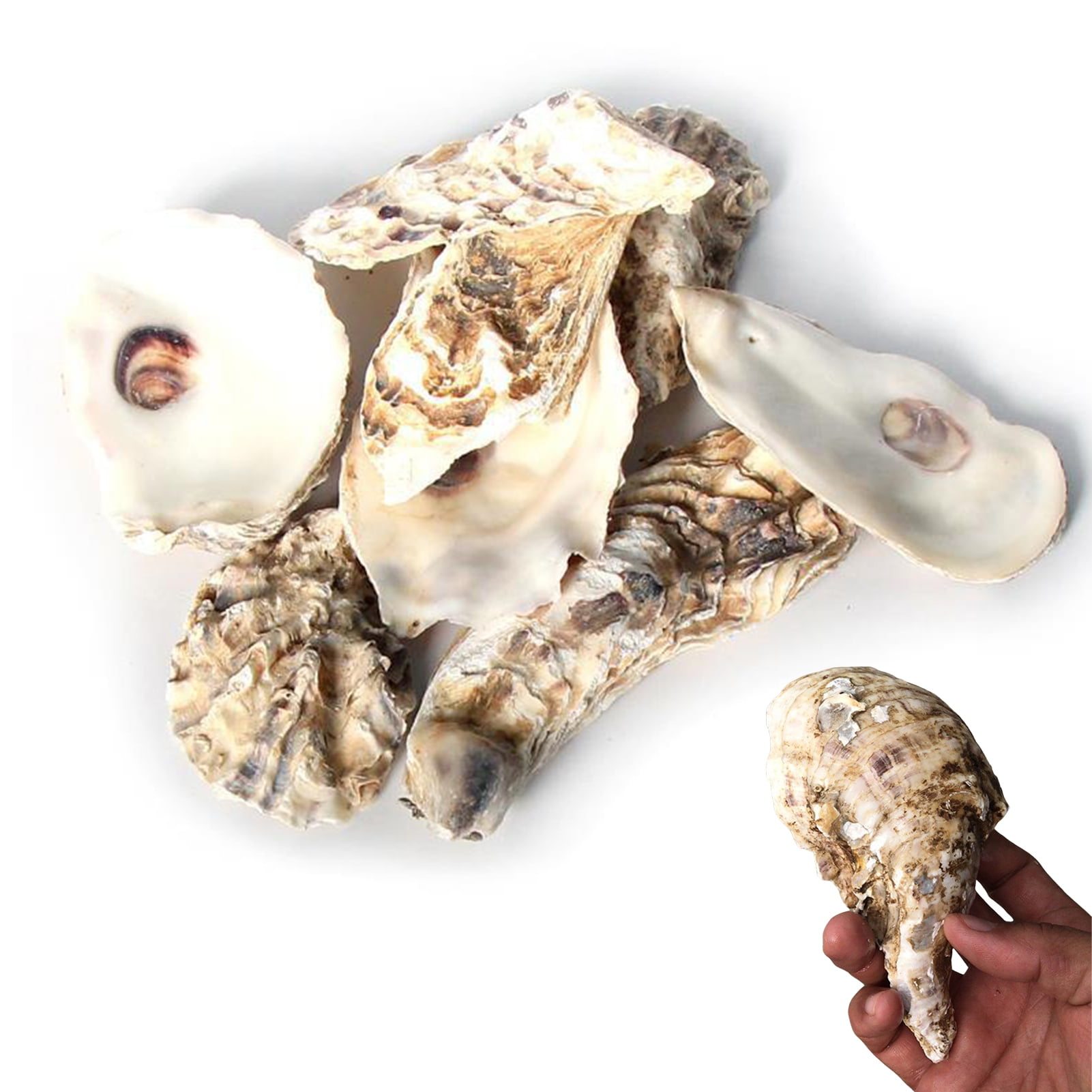Xeyise 25 Pcs Oyster Shells Bulk Unpolished Natural Small Oyster Shells ...