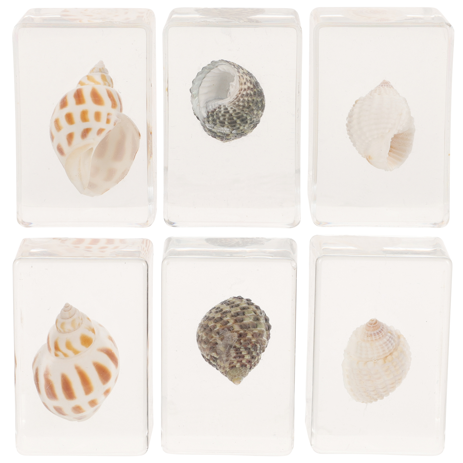 Xing 6pcs Seashell In Resin Desktop Resin Decor Resin Specimen Decor ...