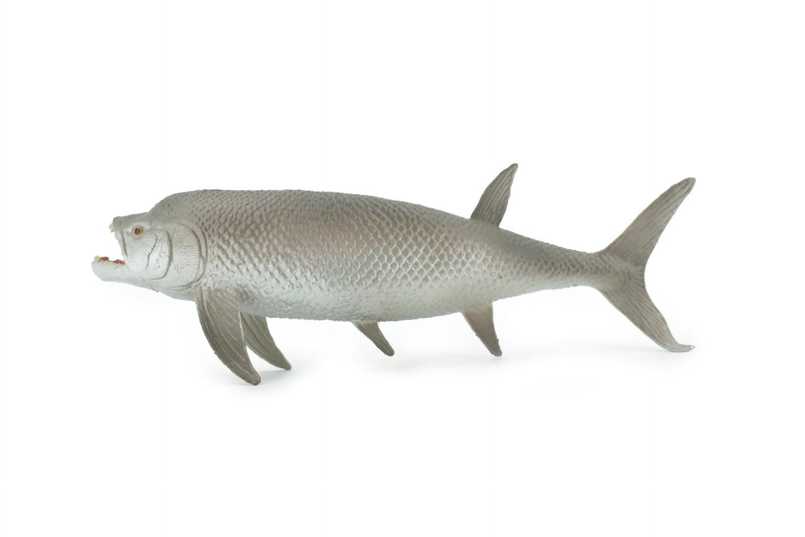 Xiphactinus, Extinct Fish, Fanged Tarpon, Museum Quality, Hand Painted ...