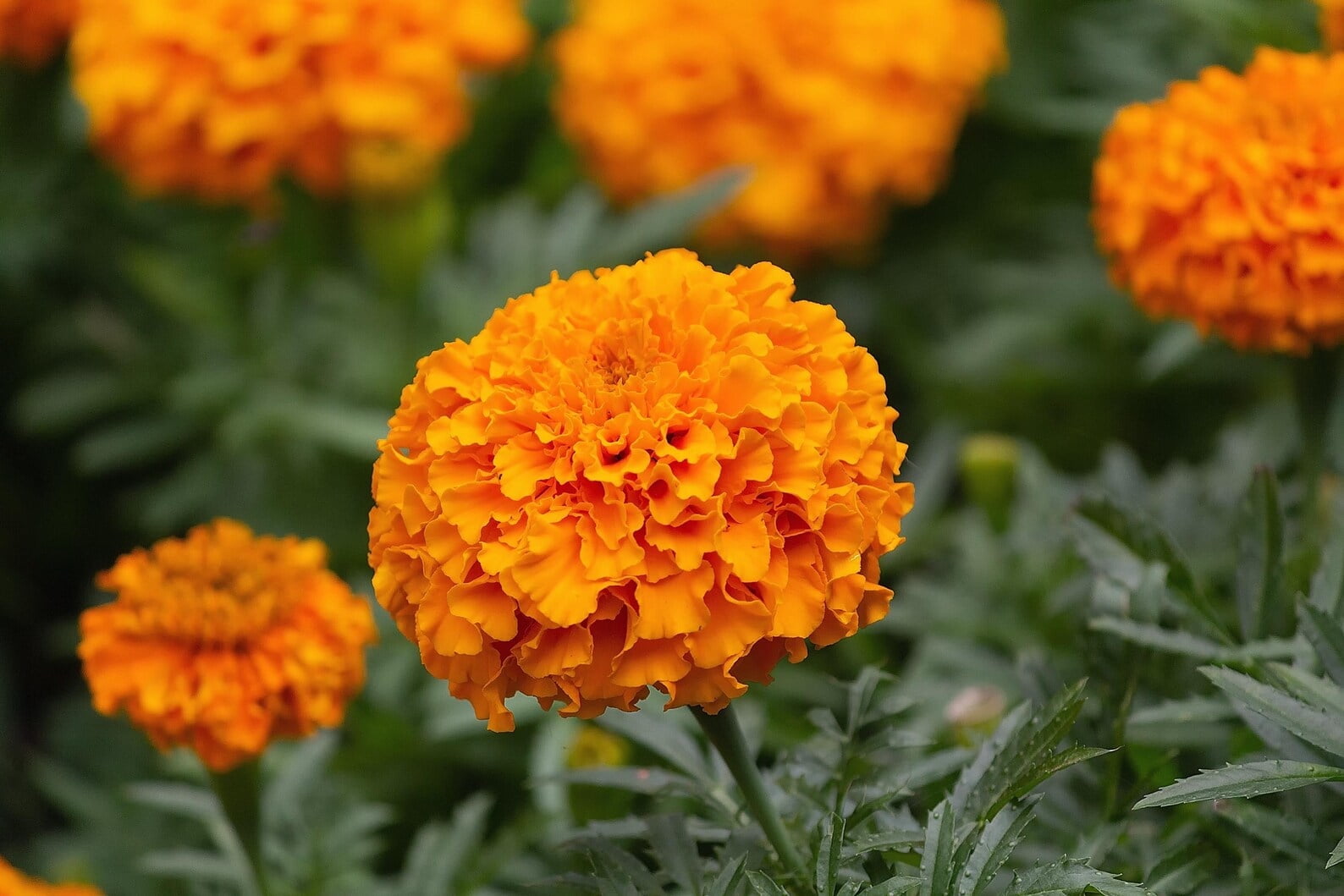 Xochi Marigold Dia de los Muertos Orange Cut Flower Seed Packet for ...
