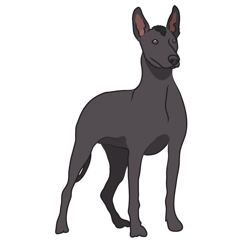 Xoloitzcuintli Decal | Indoor/Outdoor | Dog Lover Super Cute Sticker ...