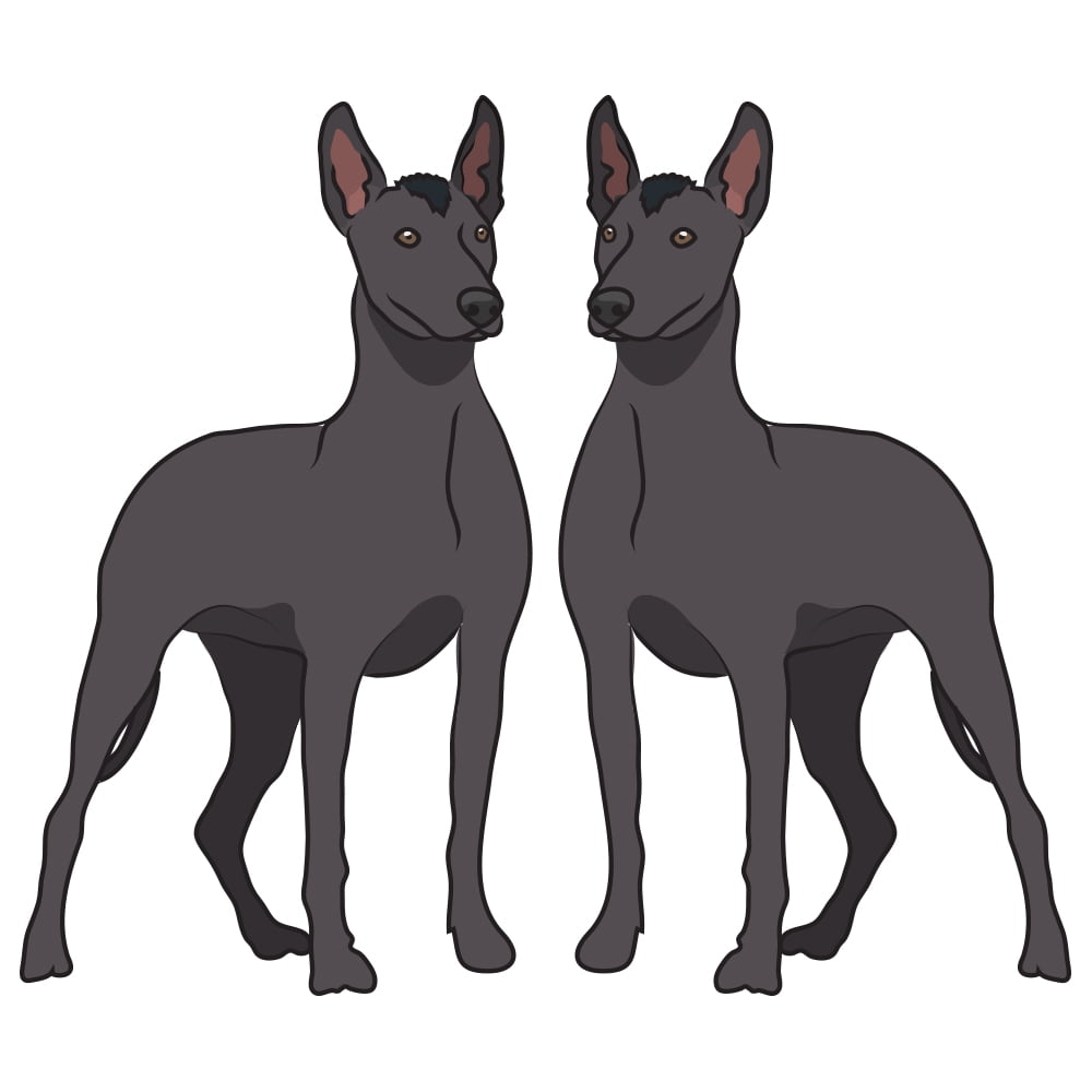 Xoloitzcuintli Decal | Indoor/Outdoor | Dog Lover Super Cute Sticker ...