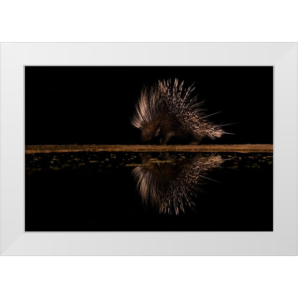 Xu, Sheila 14x11 White Modern Wood Framed Museum Art Print Titled - Crested Porcupine And ItS ...