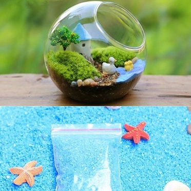 White Sand Beach Terrarium Kit with Extra Large Live Tillandsia Air ...
