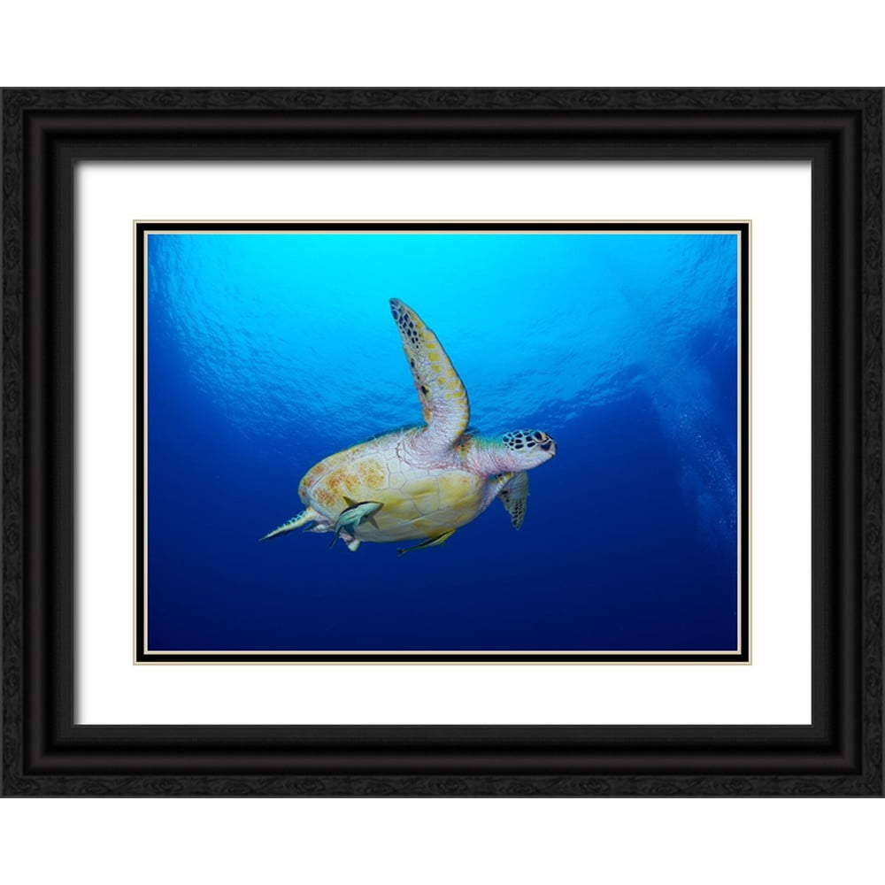 Y Lin, Ryan 14x11 Black Ornate Wood Framed with Double Matting Museum Art Print Titled - Sea ...