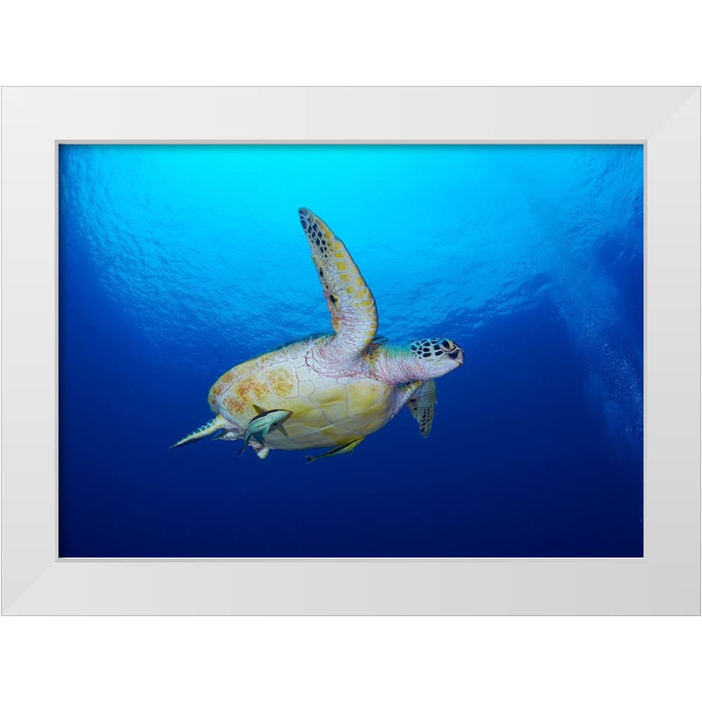 Y Lin, Ryan 24x18 White Modern Wood Framed Museum Art Print Titled ...