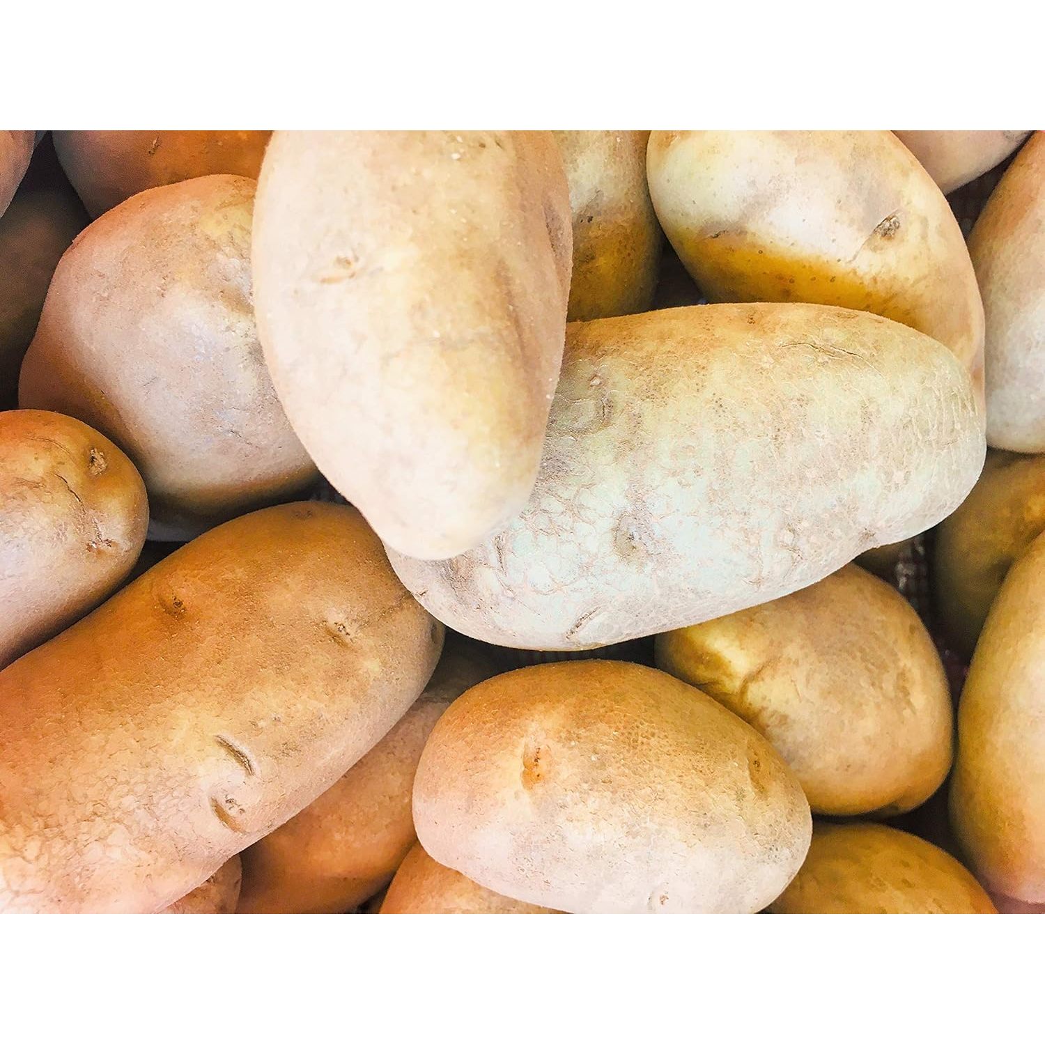 YBQF Potatoes, Gluten Free - Non GMO, 5 Lbs - NOT FOR PLANTING ...