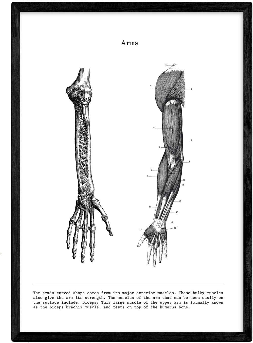 YCCJ-Anatomy Poster. Vintage style wall decoration of arms, muscles and ...
