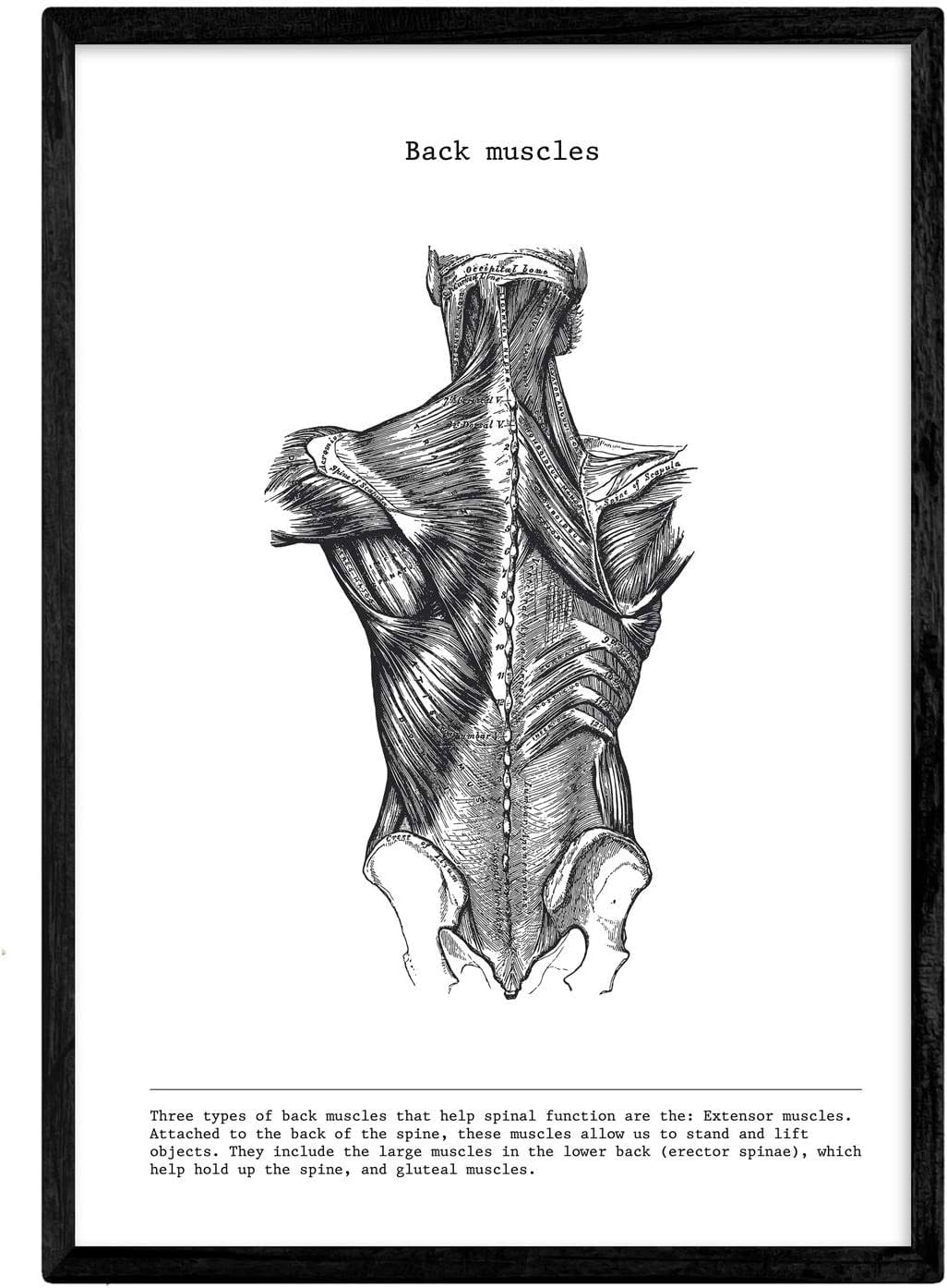 YCCJ-Anatomy Poster. Vintage style wall decoration of back muscles and ...