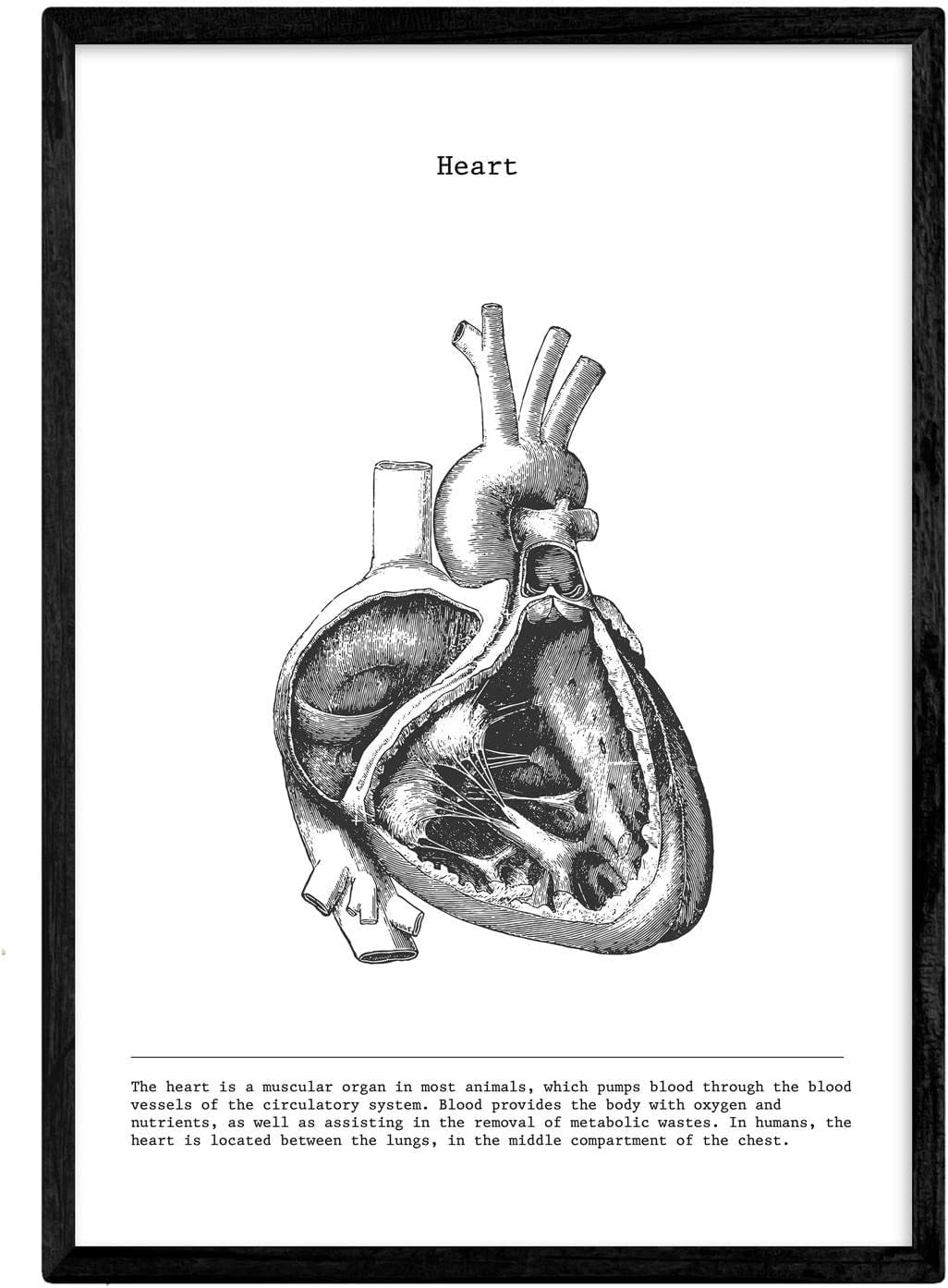 YCCJ-Anatomy Poster. Vintage style wall decoration of bisected hearts ...