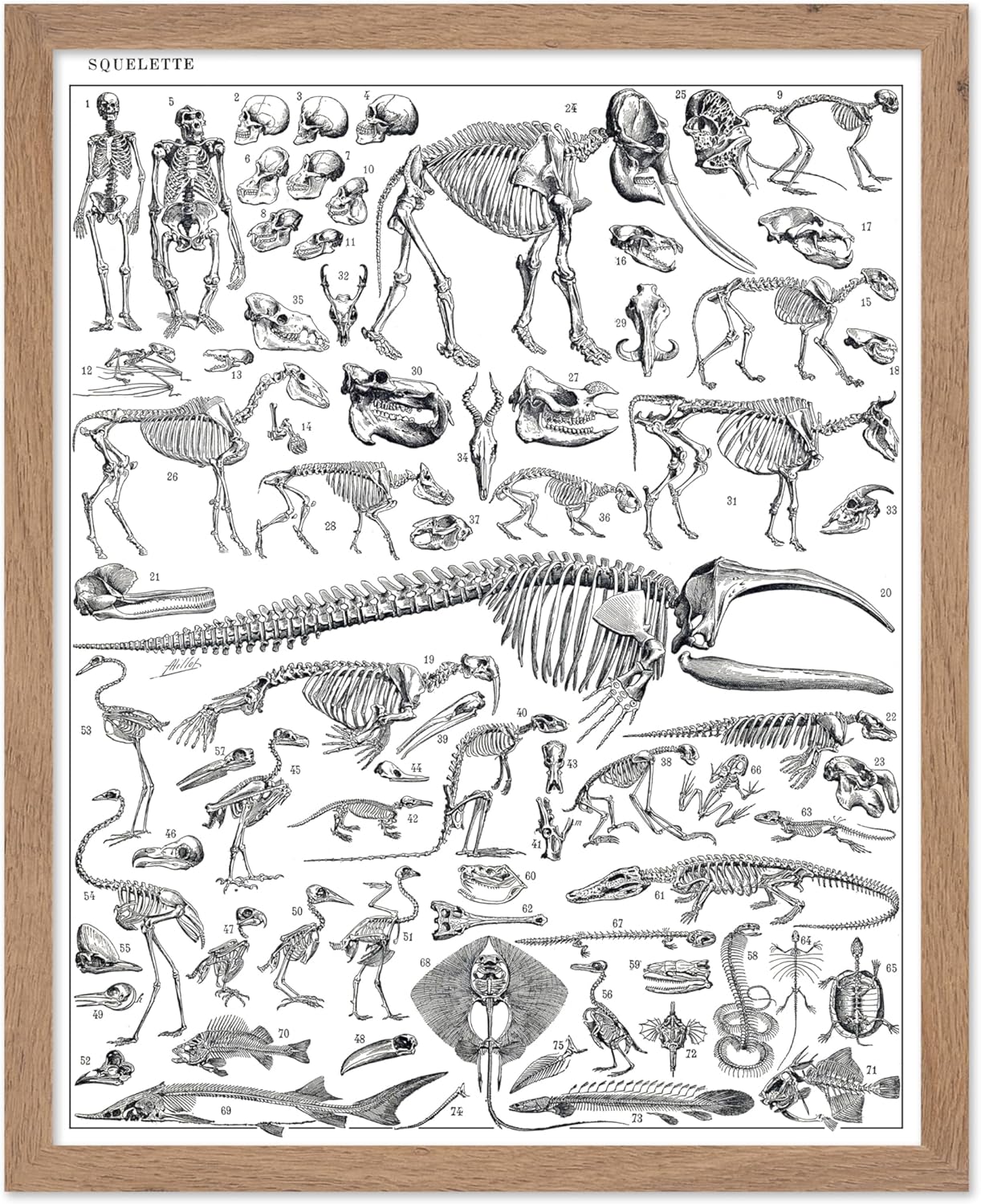 YCCJ-Antique Adolphe Millot Poster - Vintage Dinosaur Anatomy Print ...