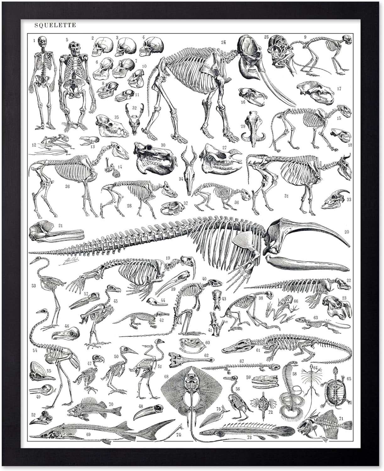 YCCJ-Antique Adolphe Millot Poster - Vintage Dinosaur Anatomy Print ...