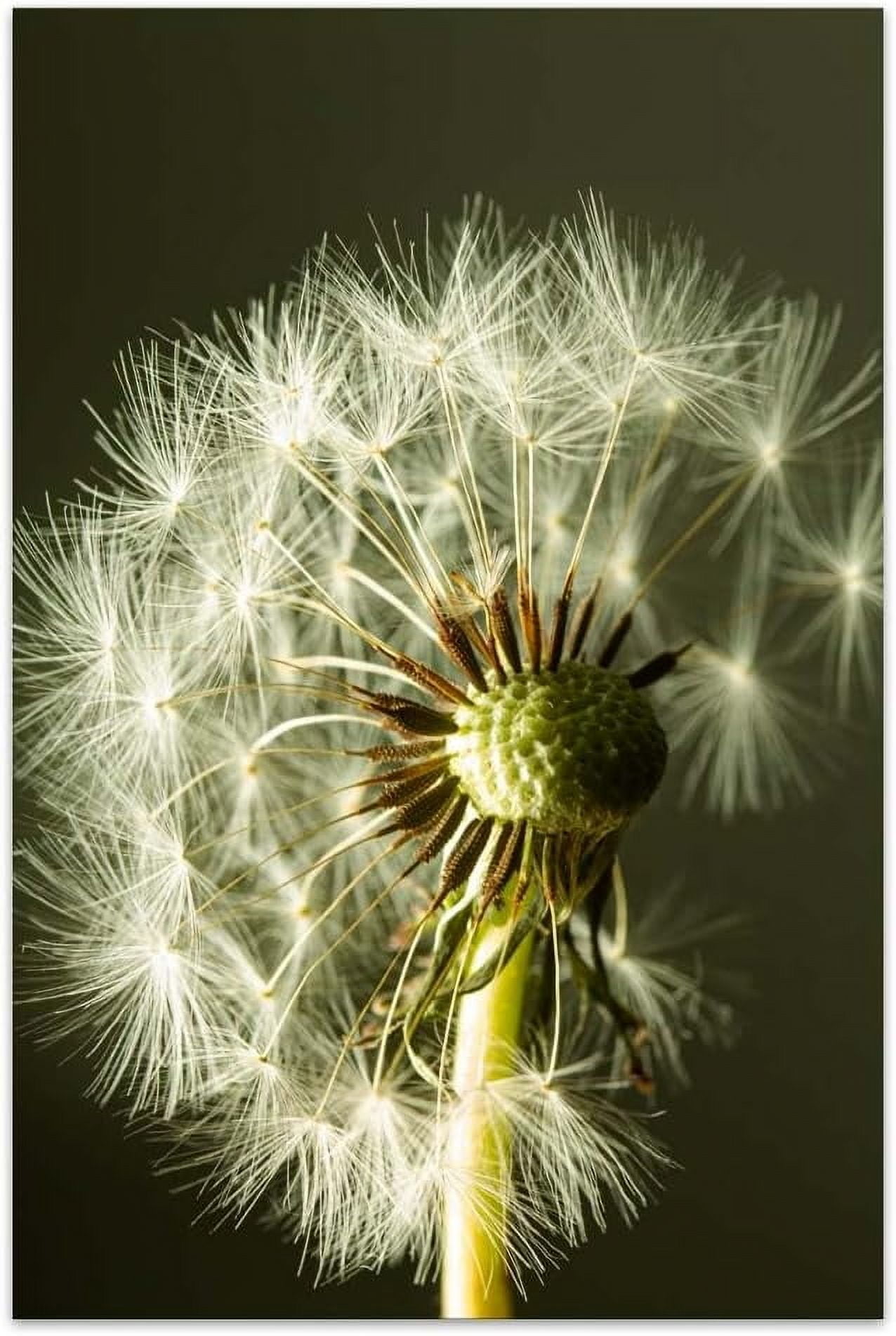YCCJ-Dandelion Canvas Wall Art, Botanical Wall Décor Room Décor Wall ...