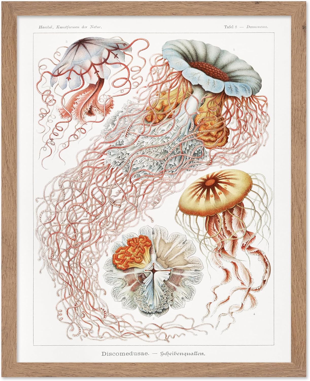 YCCJ-Ernst Haeckel Poster - Haeckel Discomedusae Print - Jellyfish Art ...