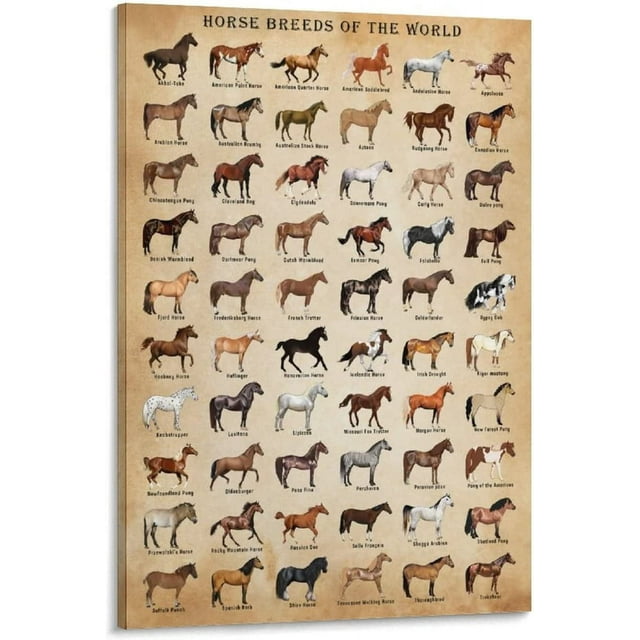 YCCJ-Horse Knowledge Horse Breeds of The World Poster Unframed ...
