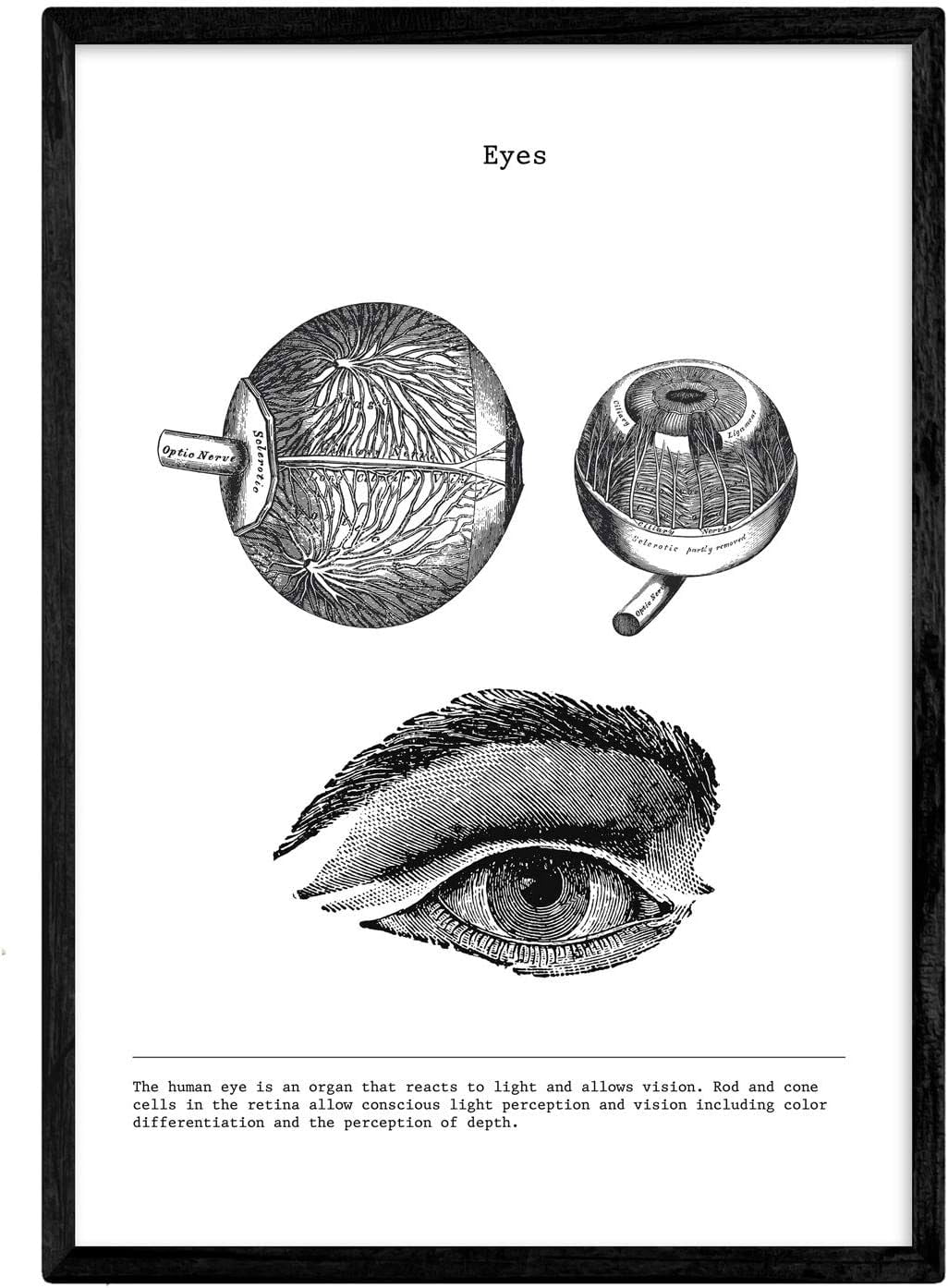 YCCJ-Poster Eye. Anatomy of the human body. Muscles and bones. Films ...