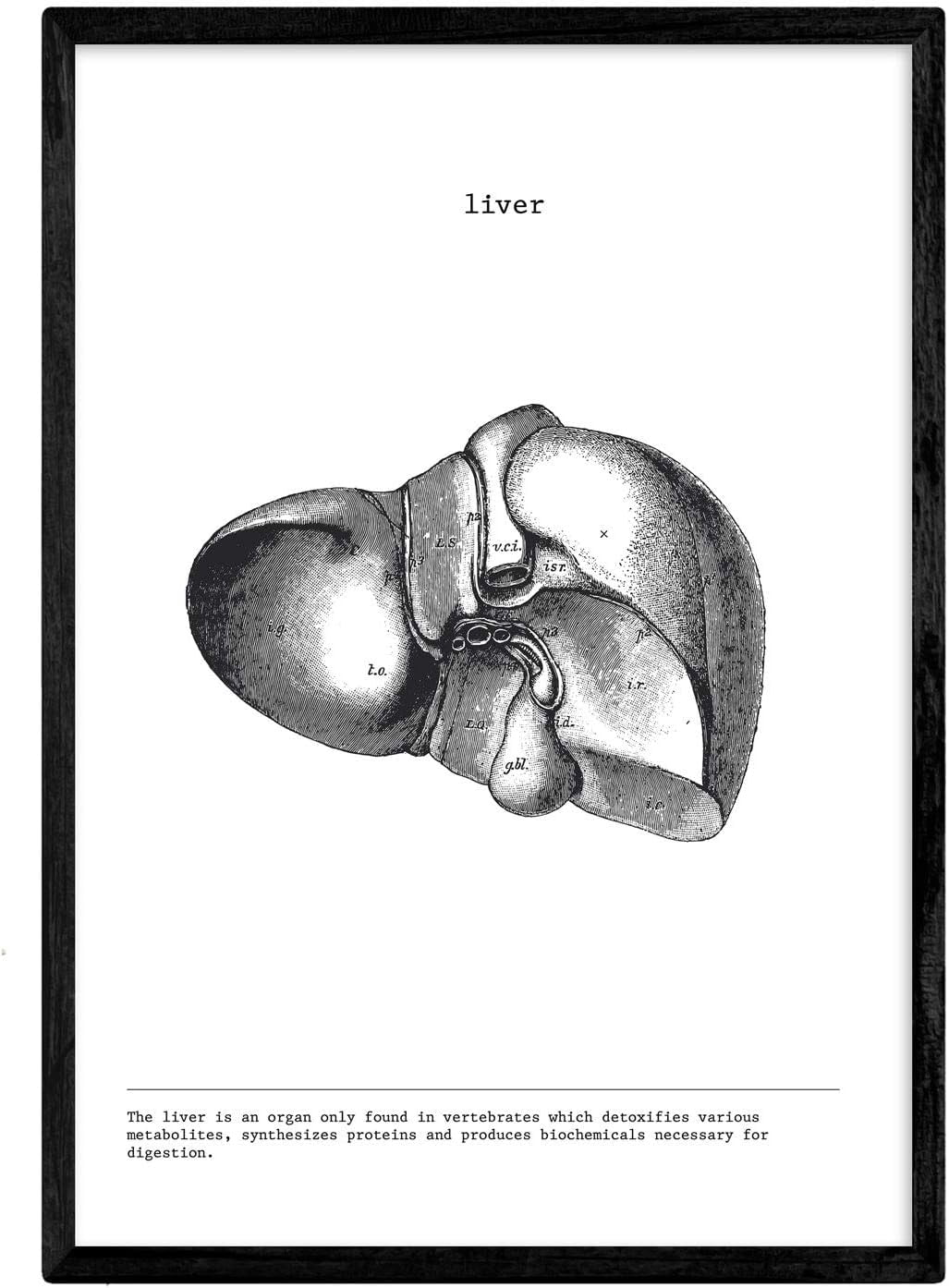 YCCJ-Poster Liver. Anatomy of the human body. Muscles and bones. Films ...