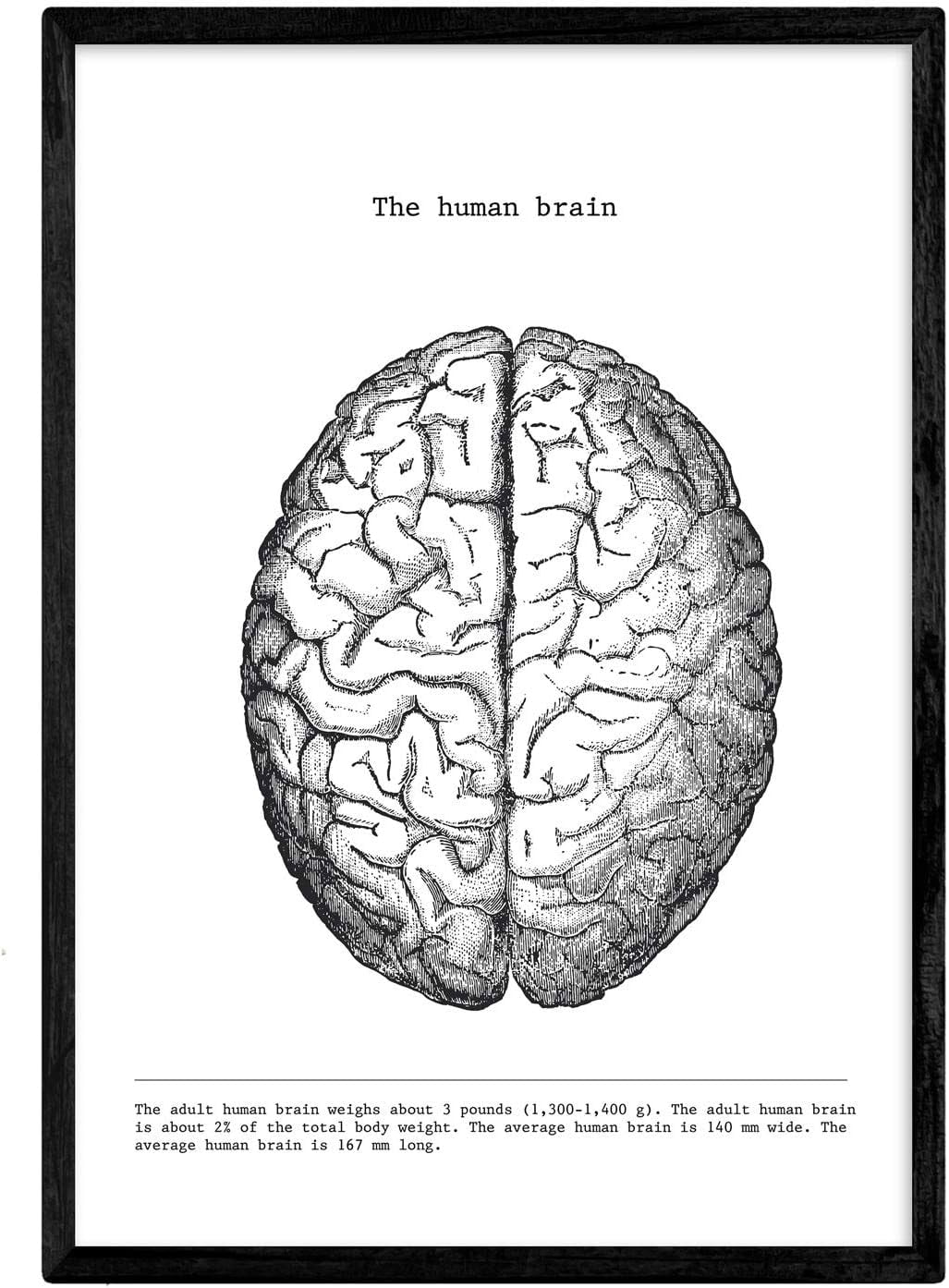 YCCJ-Posters anatomy in black with images of the human body and white ...
