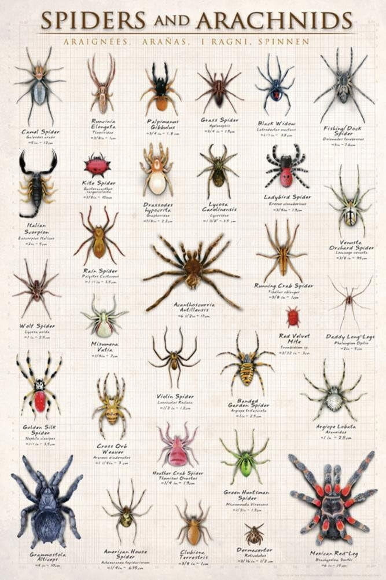 YCCJ-Spiders & Arachnids Poster, 36 x 24 inch for Study Room - Walmart.com