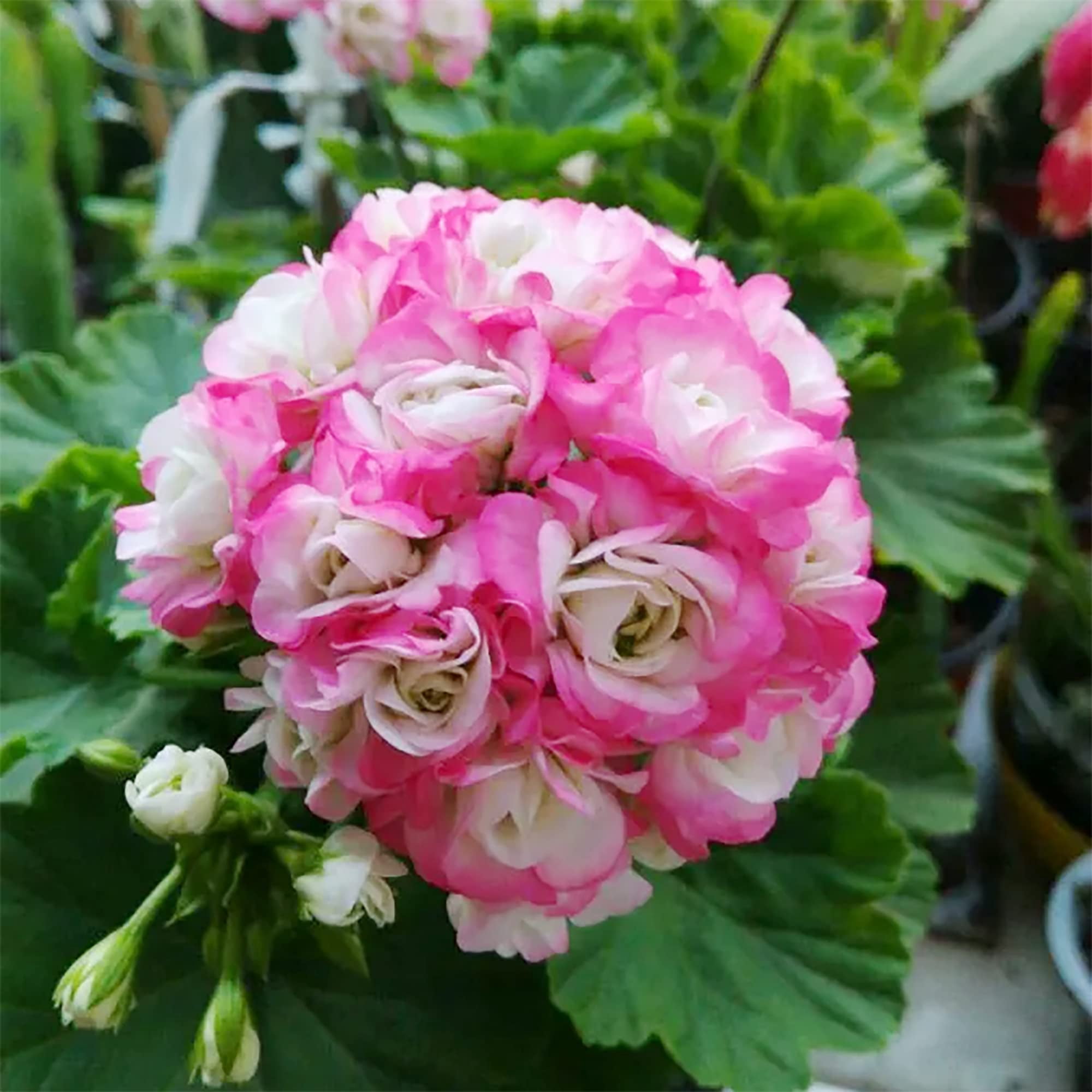 YEGAOL Garden 100Pcs SCH4 Pink White Geranium Seeds Pelargonium ...