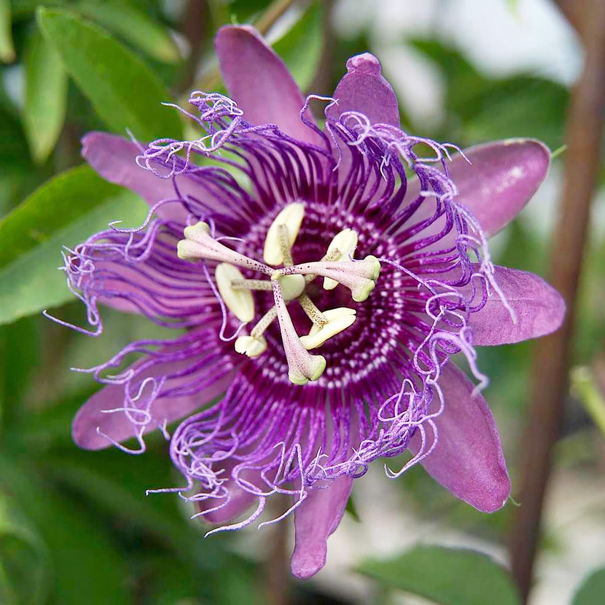 YEGAOL Garden 100Pcs SCH4 Purple Passion Vine Seeds Passiflora ...