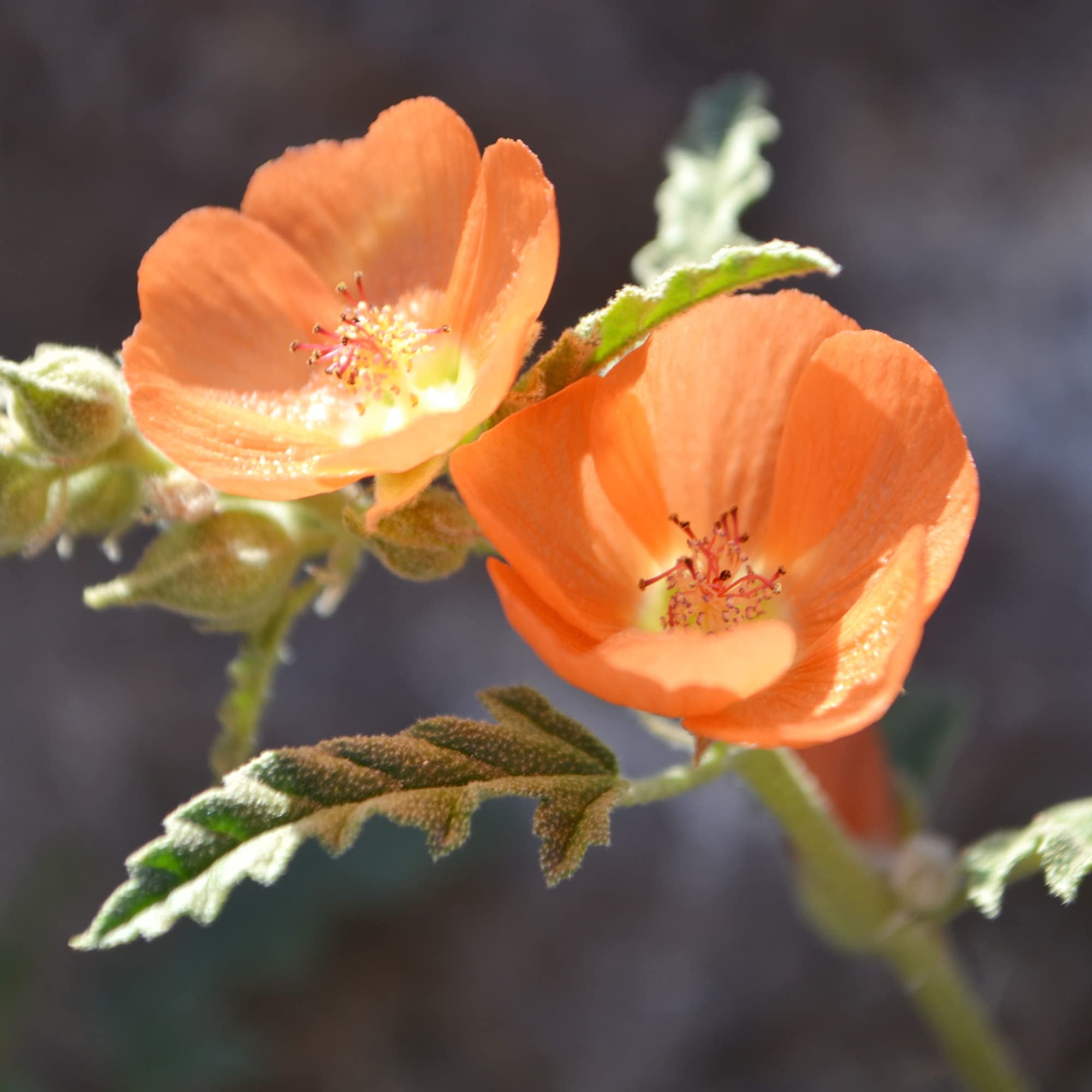 YEGAOL Garden 20 CORNET Desert Mallow Seeds Sphaeralcea Ambigua Seeds ...