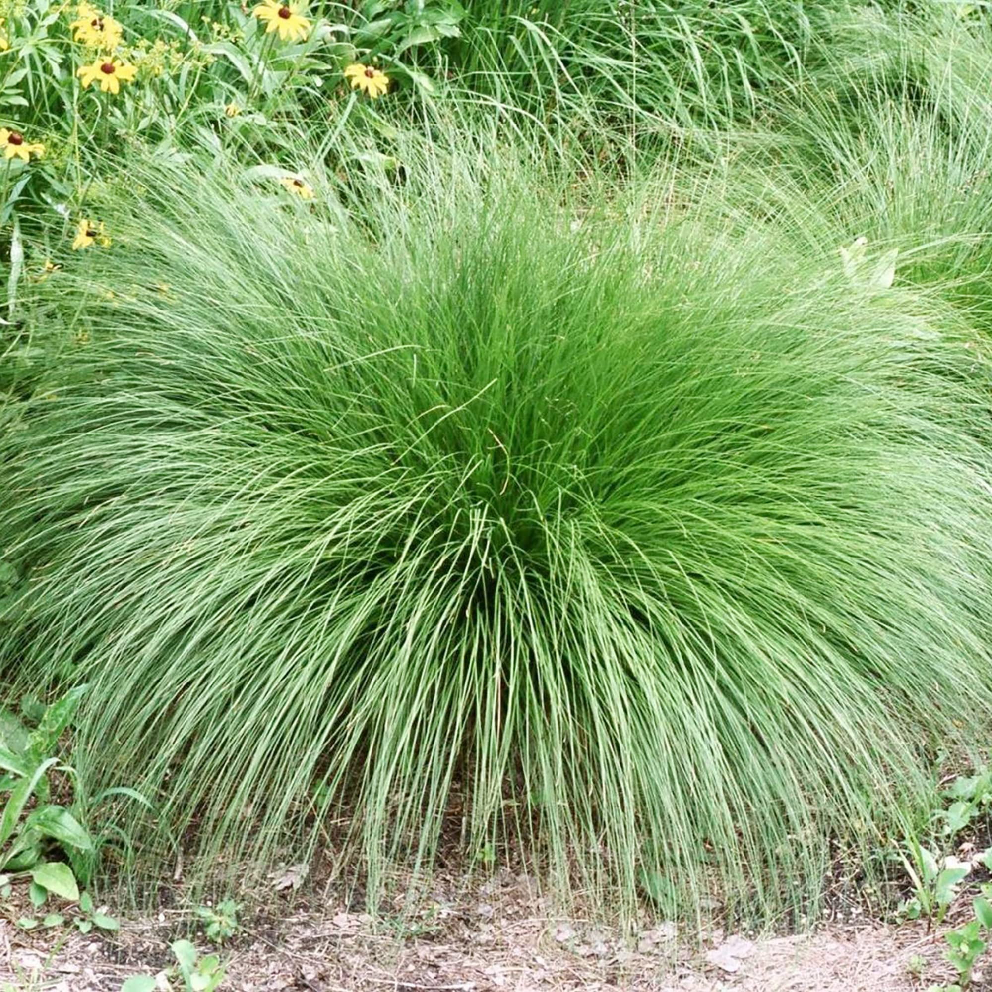 YEGAOL Garden 200Pcs Prairie Dropseed Seeds Sporobolus MHD1Heterolepis ...