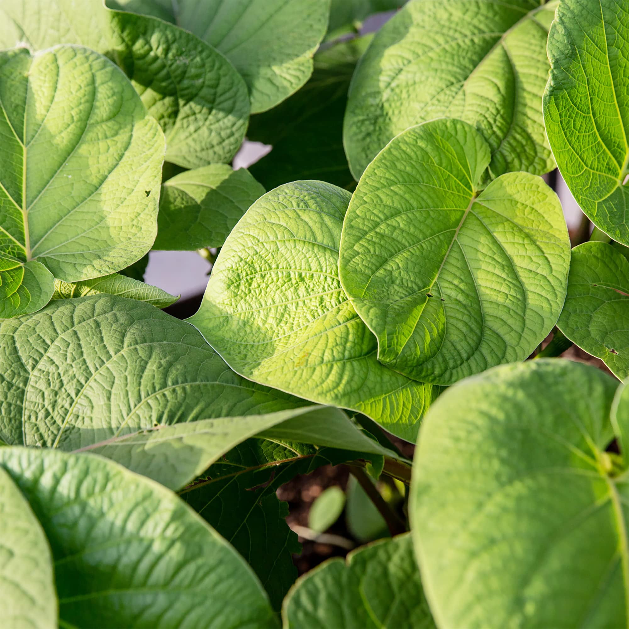 YEGAOL Garden 20Pcs SCH4 Piper Auritum Seeds Mexican Pepperleaf, Root Beer Plant Tropical Tender ...