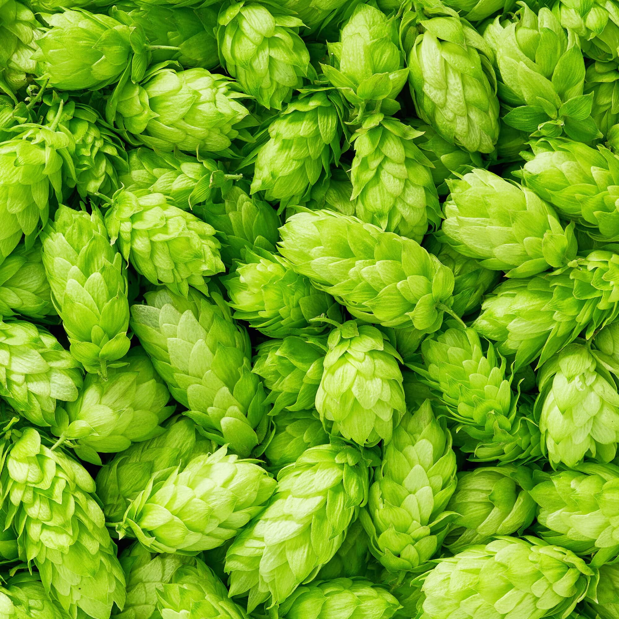 YEGAOL Garden 20PcsUMRT Humulus Lupulus Seeds Summer Shandy Hops ...