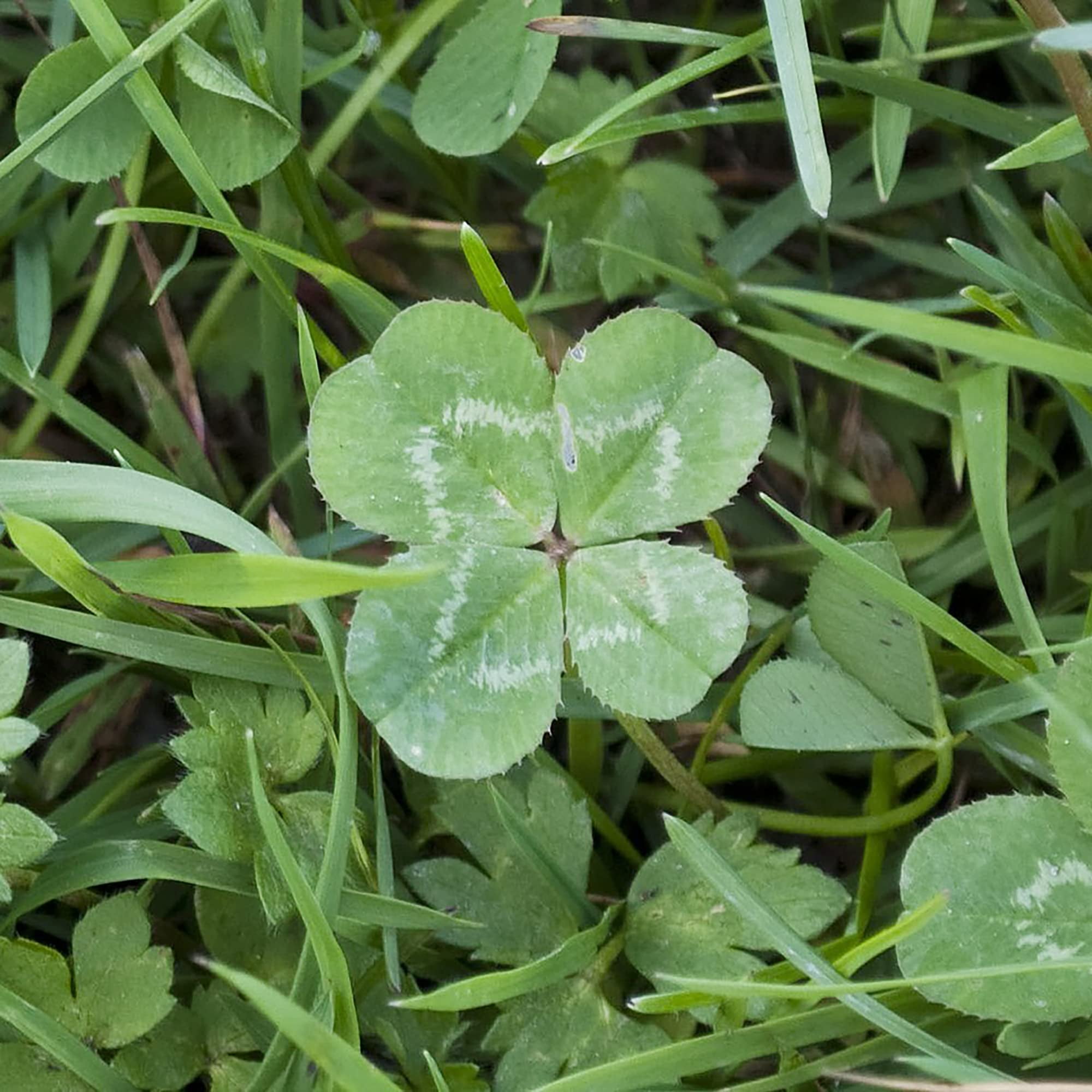 YEGAOL Garden 25Pcs Four Leaf Clover Seeds H2FSDOrnamental Ground Cover ...