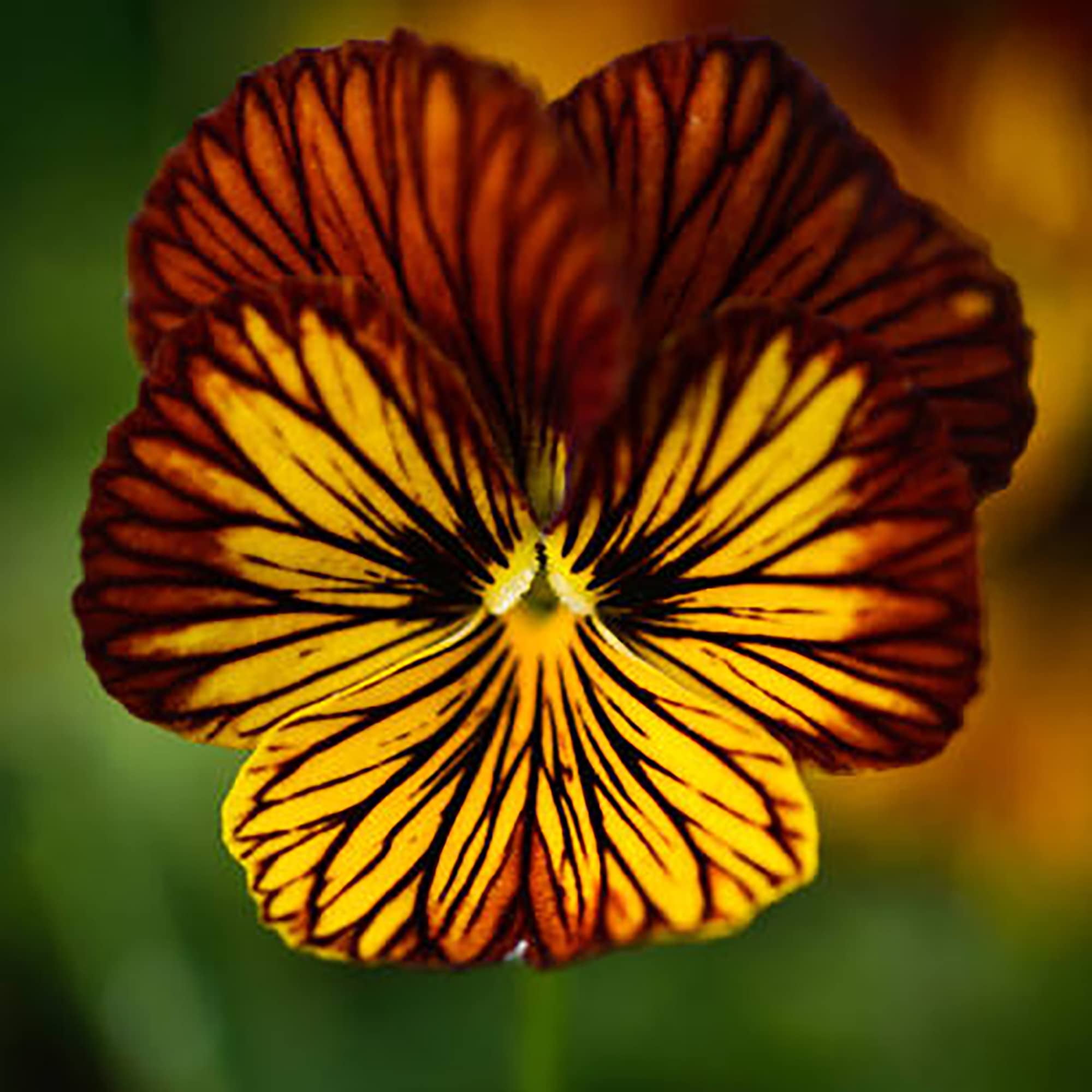 YEGAOL Garden 30Pcs AJH3 Tiger Eye Flower Seeds Violet Pansy Seeds ...
