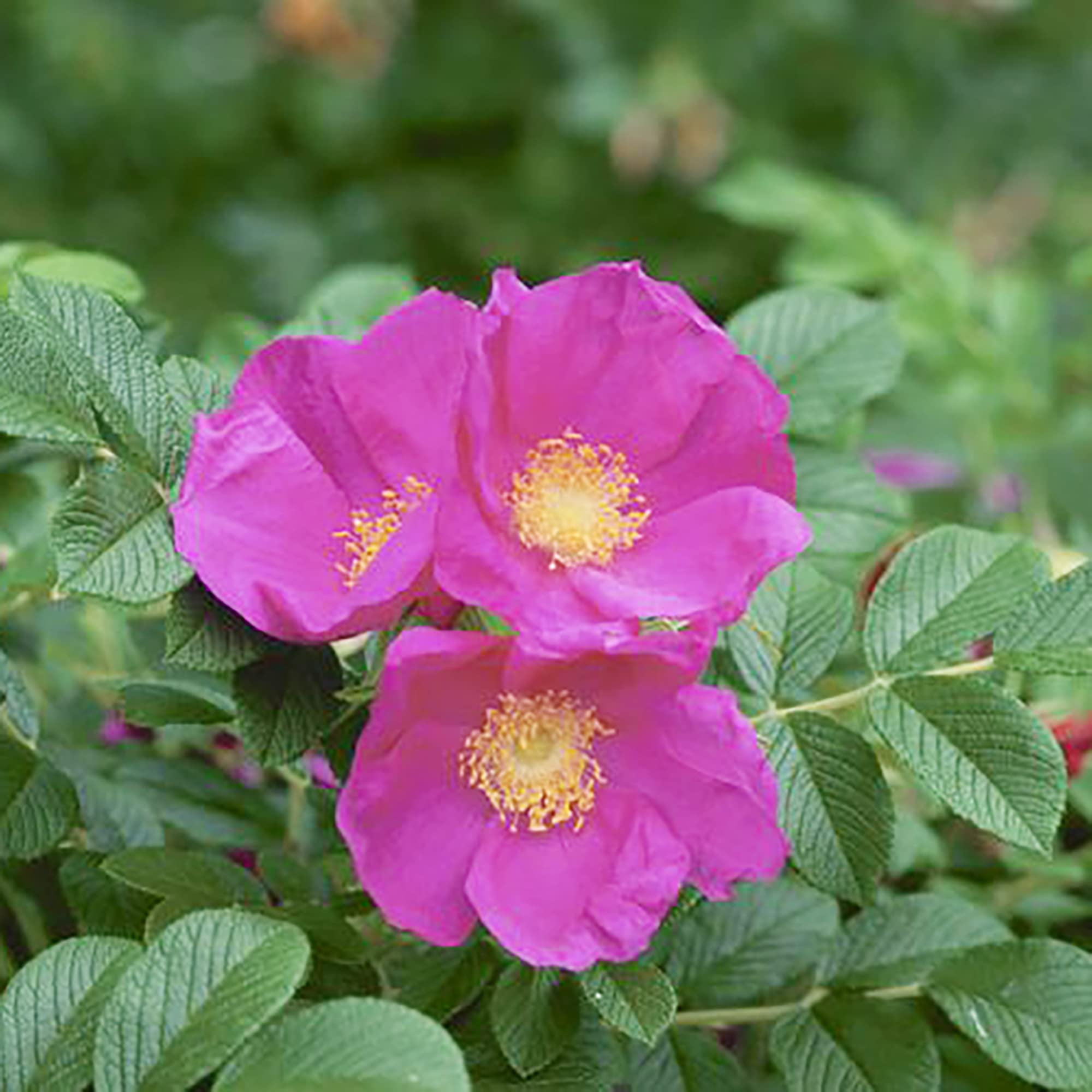 YEGAOL Garden 30Pcs SCH4 Red Rosa Seeds Rugosa Rose Seeds Wrinkled Rose ...