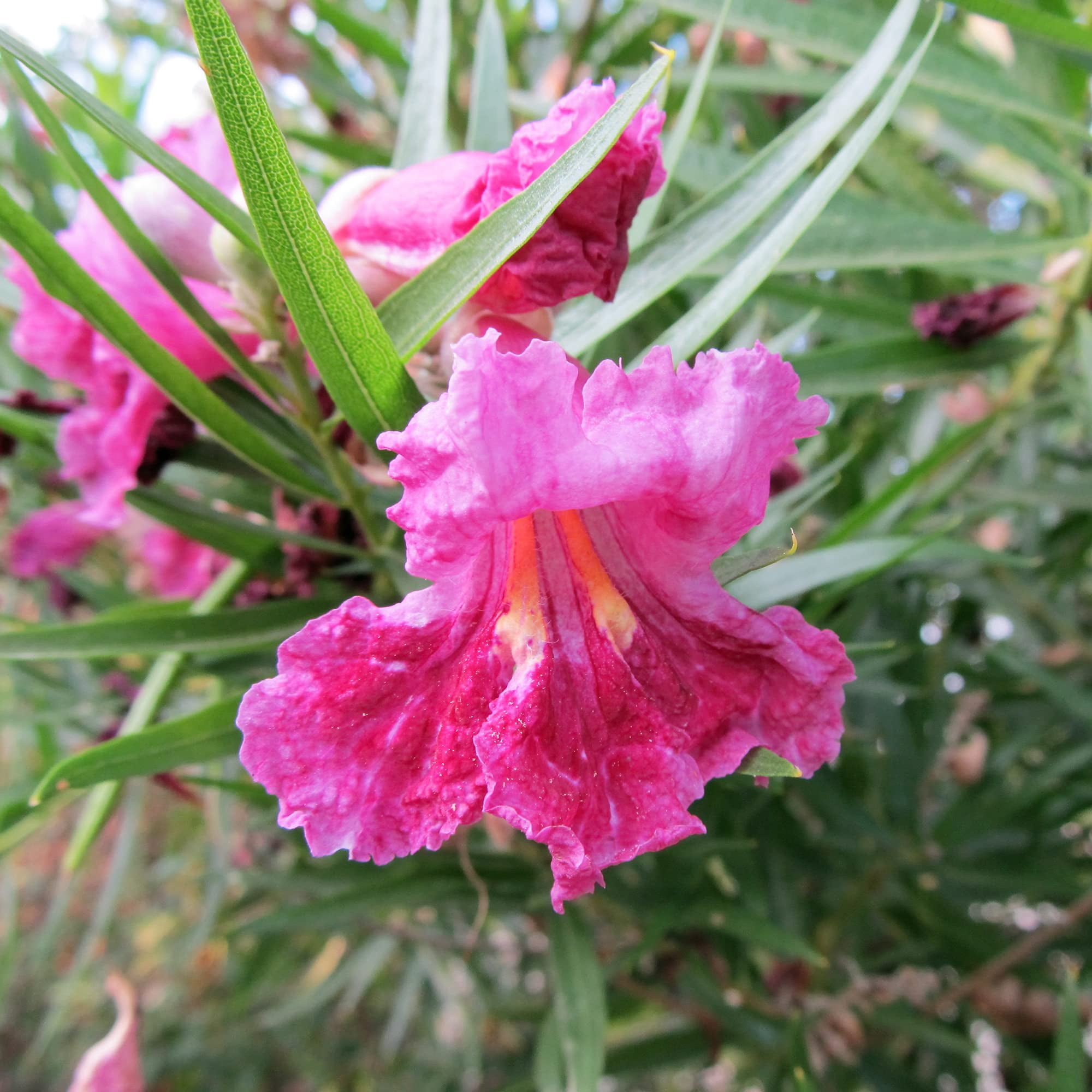 YEGAOL Garden 30PcsUMRT Desert Willow Deciduous Shrub Seeds Chilopsis ...