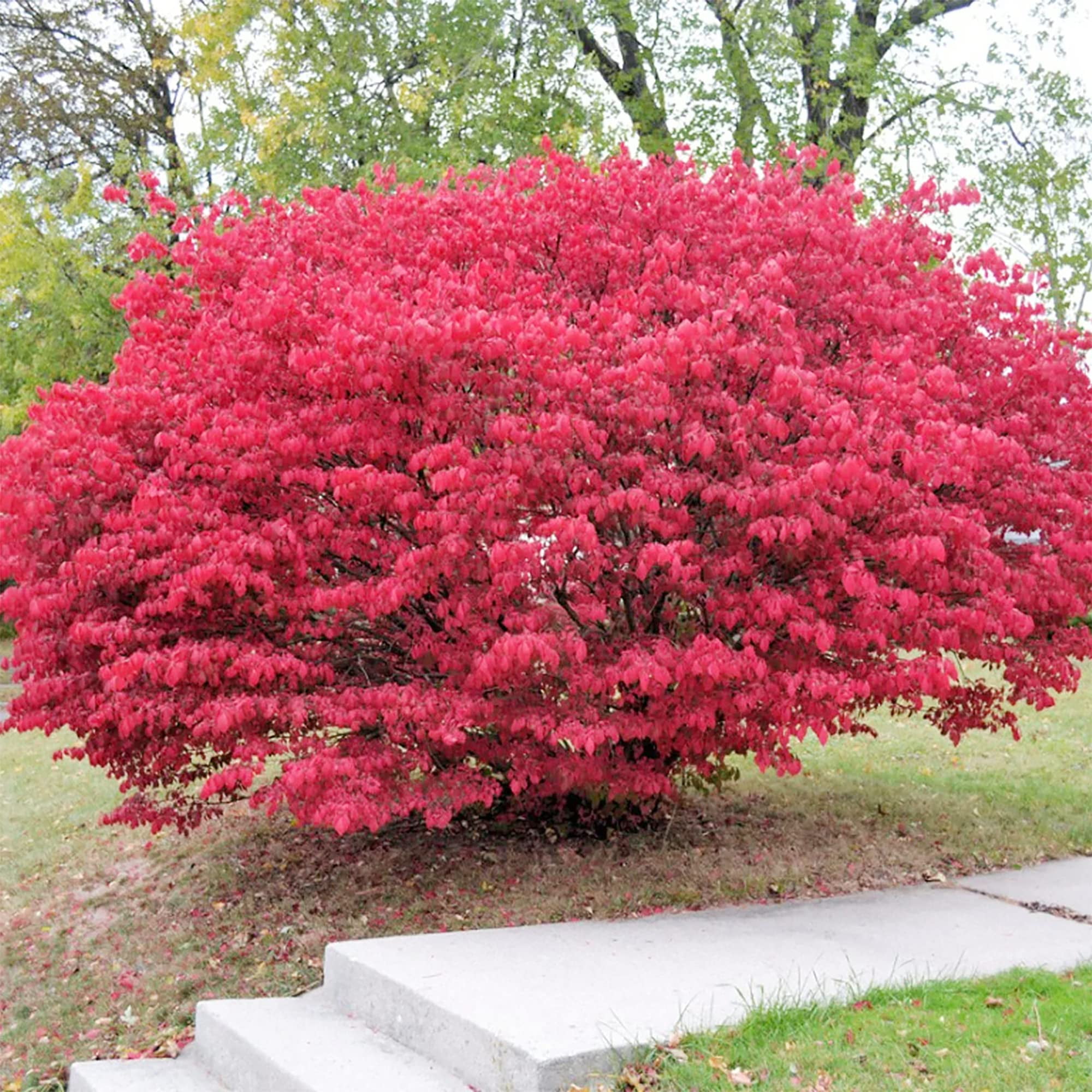 YEGAOL Garden 50Pcs AJH3 Burning Bush Seeds Winged Spindle Tree ...