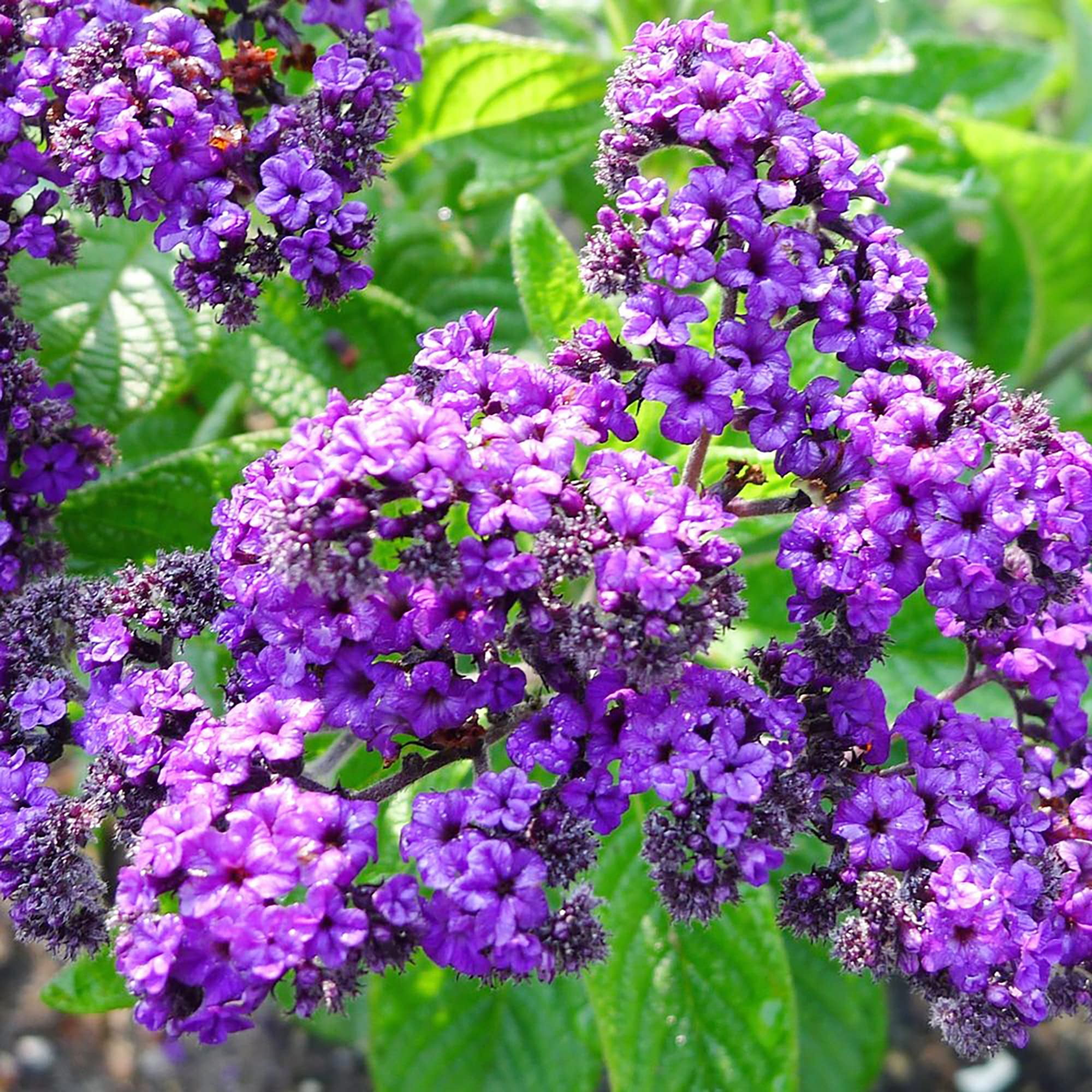 YEGAOL Garden 50Pcs Heliotrope Seeds Heliotropium Cherry MHD1Pie Plant ...