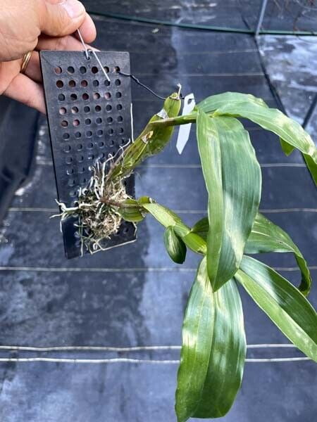 YELLOW DENDROBIUM ORCHID SPECIES sulcatum BS plant! - Walmart.com