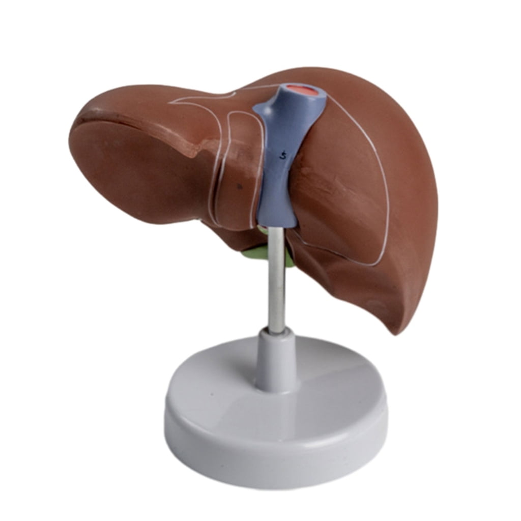 YIGSECU Anatomical Liver Model Shows of Lobes, Ligaments, Gallbladder ...
