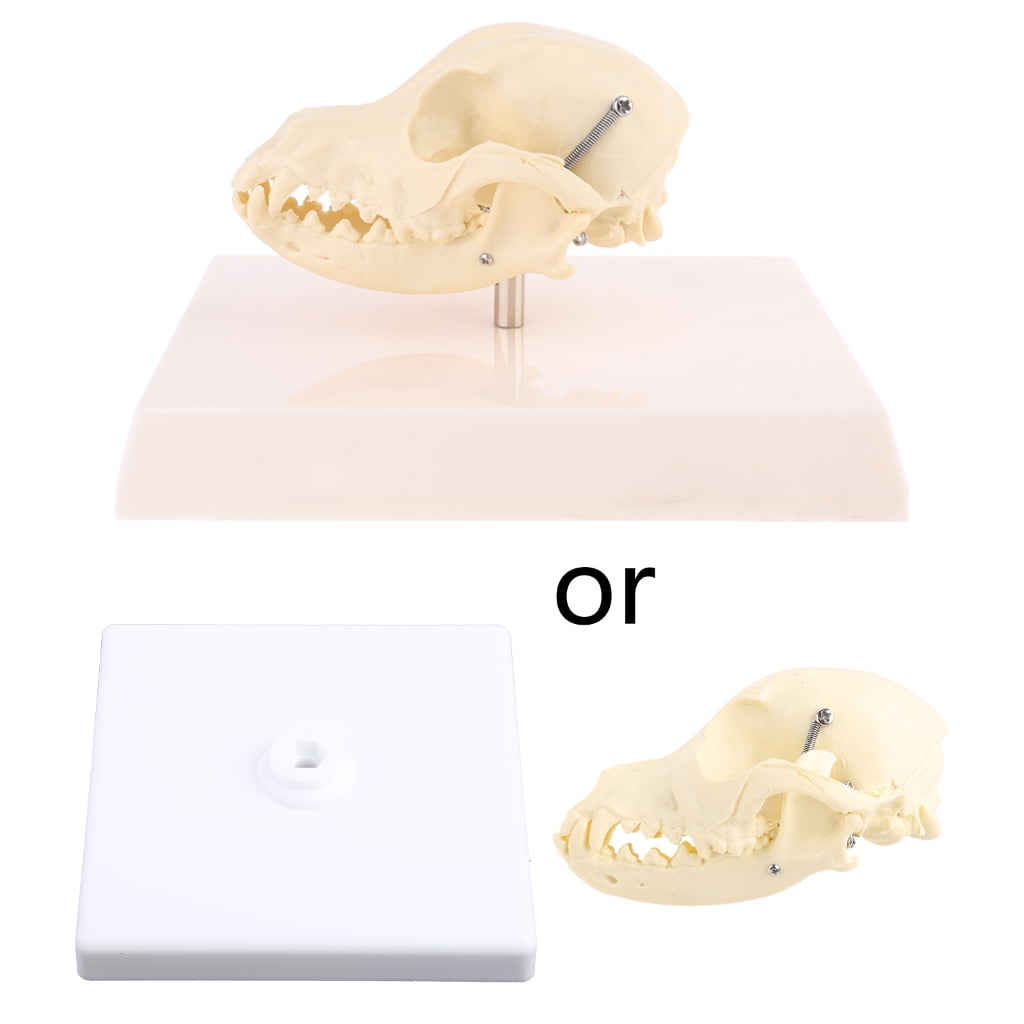 YIGSECU Canine Dog Skull Model Anatomy Skeleton Veterinary Teaching ...