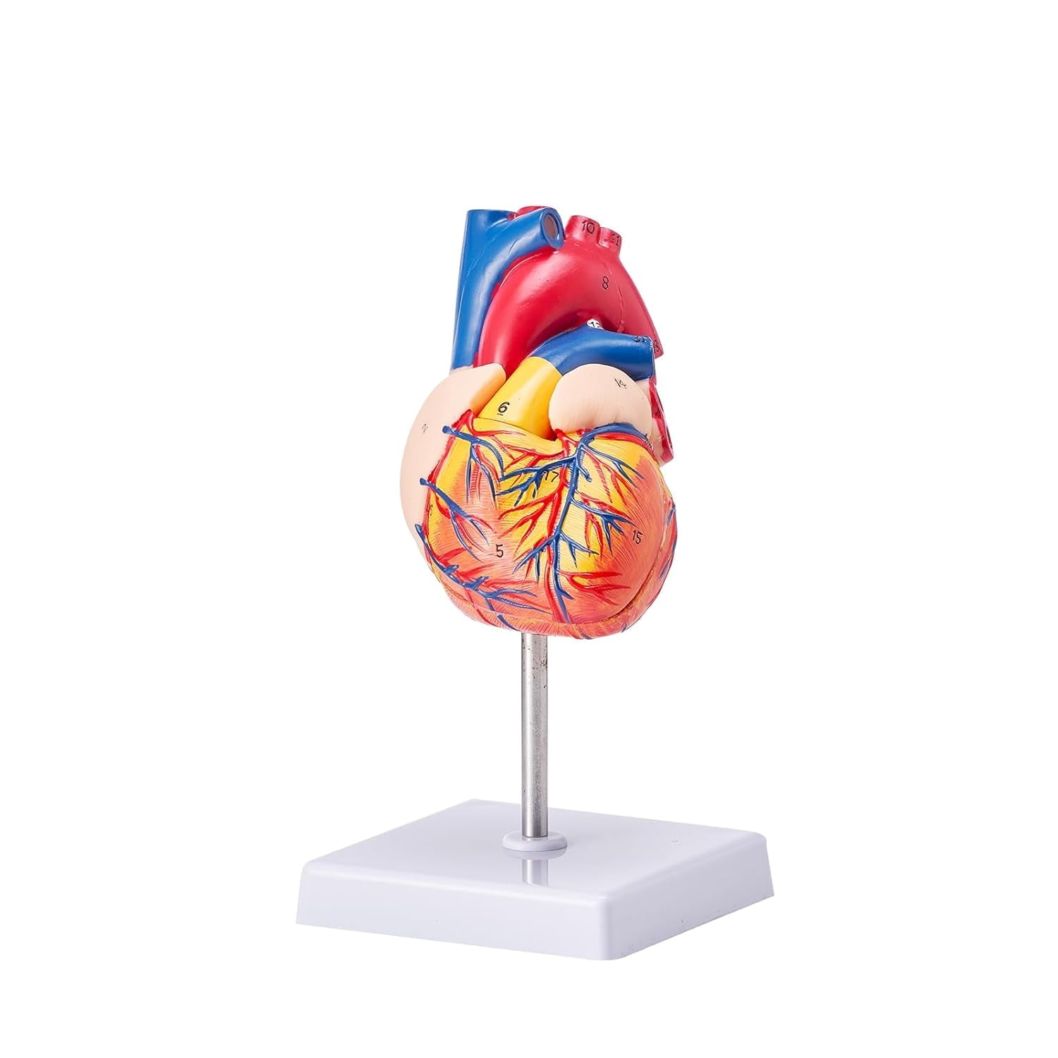 YITOR Heart Model, 2-Part 1:1 Life Size, Anatomically Accurate Numbered ...
