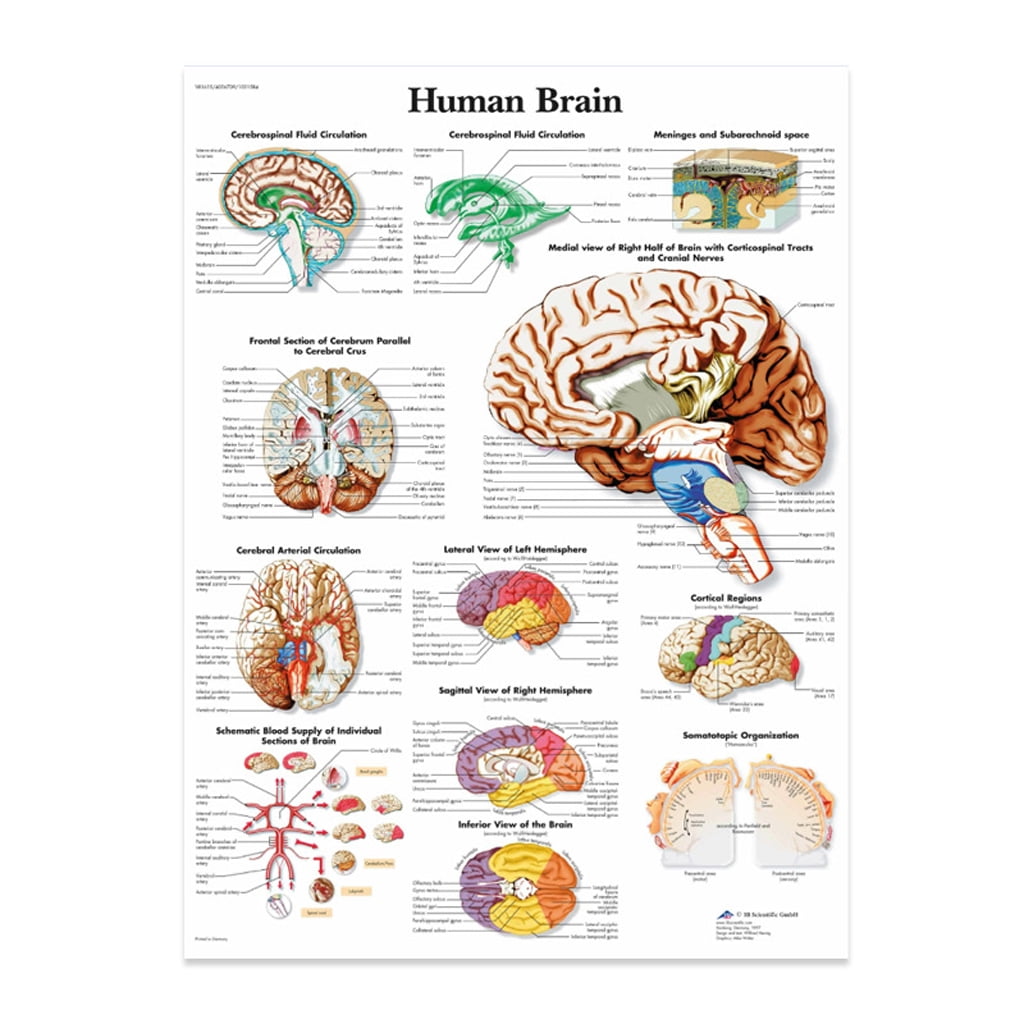 YROHGKPN Anatomical illustration of the human brain poster, canvas ...