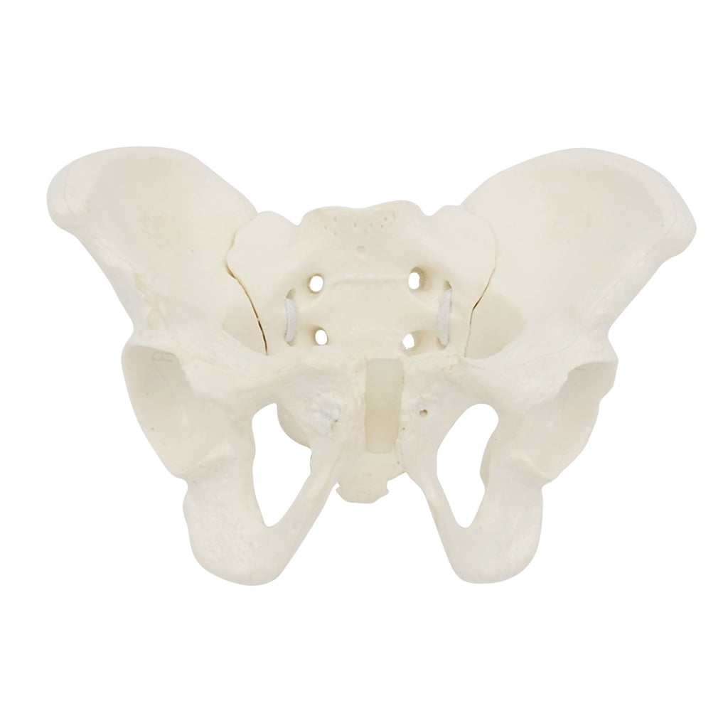 YROHGKPN Mini Female Pelvis Model Female Pelvic Model Human Pelvic ...