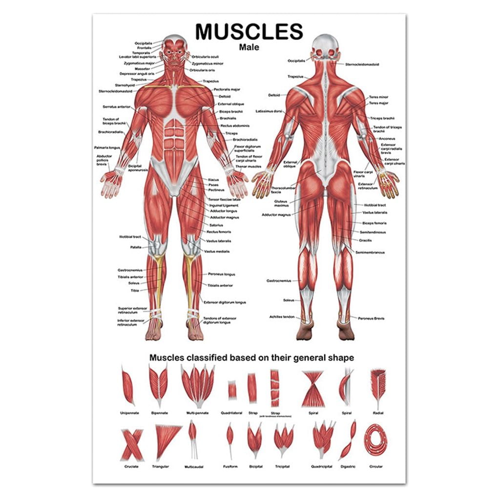 YROHGKPN Muscular System Anatomical Poster Muscle Anatomy Chart In ...