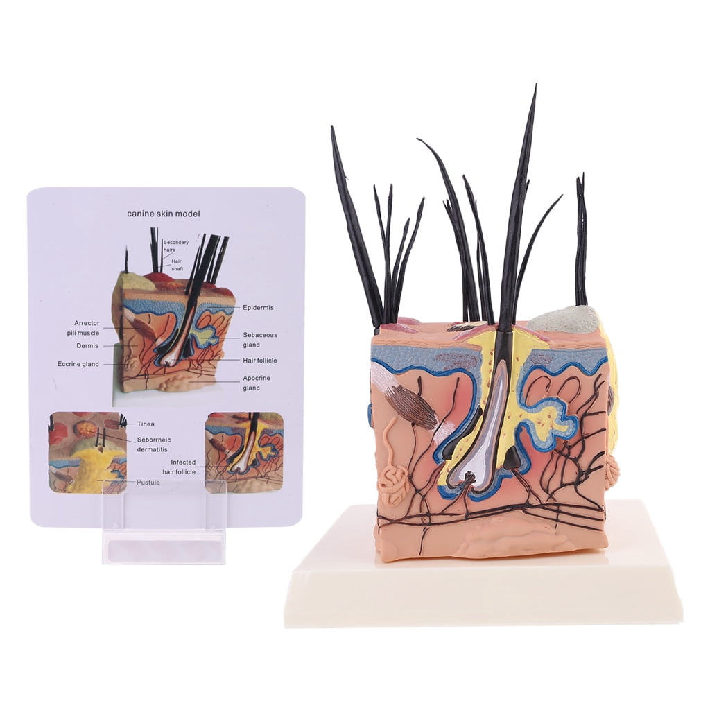 YROHGKPN Sick Dog Canine Skin Anatomical Model Veterinary Vet Anatomy ...