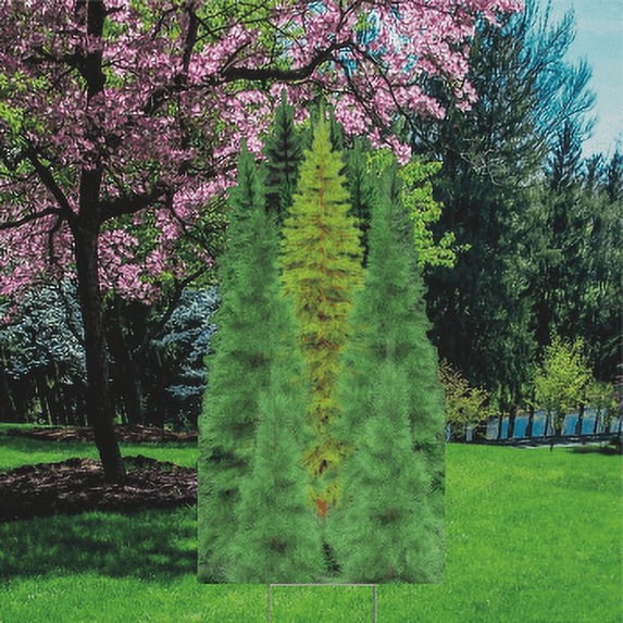 YS3011 Nature Tree Group Forest Plastic Outdoor Yard Sign Lawn Sign ...
