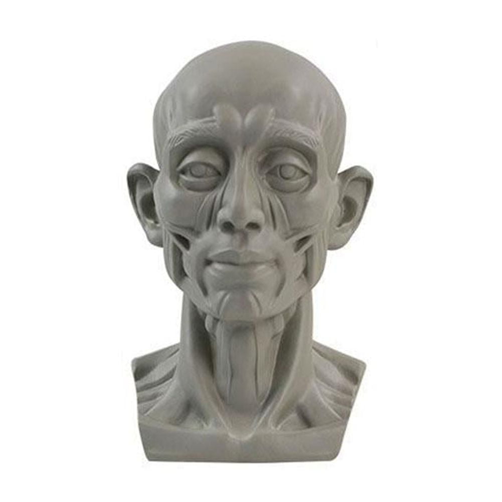 YSABOXS Planar Head Model For Artists Learn Planes of Face Human Model ...