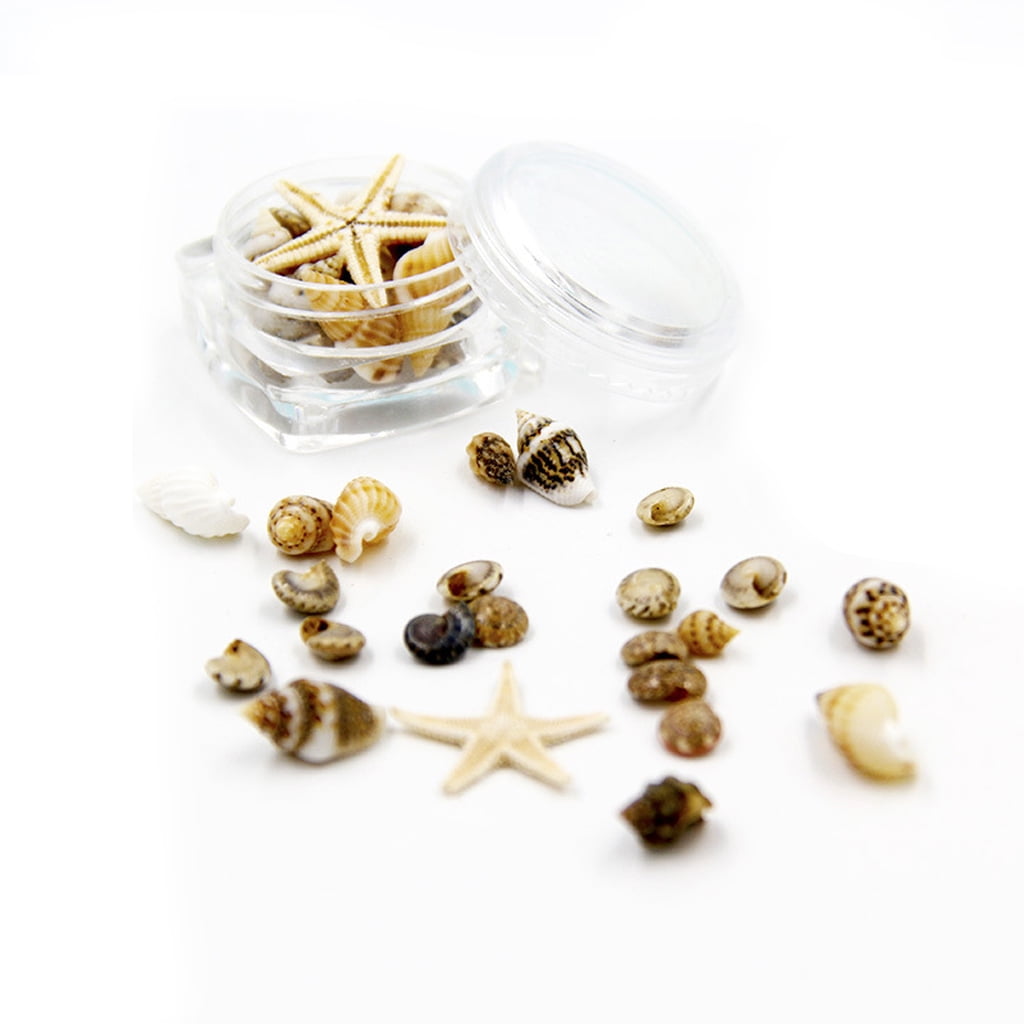 YUUZONE Tiny Natural Mixed Ocean Sea Shells Spiral Seashells NO Hole ...