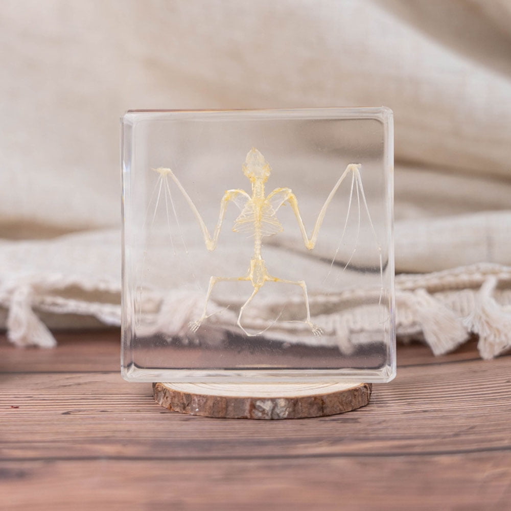 YUXUN YX Bat Skeletal Specimen, Resin Animal Taxidermy Paperweights Kit for Science Education ...