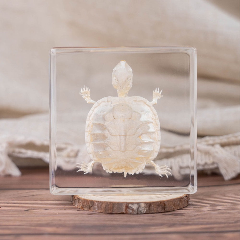 YUXUN YX Bat Skeletal Specimen, Resin Animal Taxidermy Paperweights Kit ...