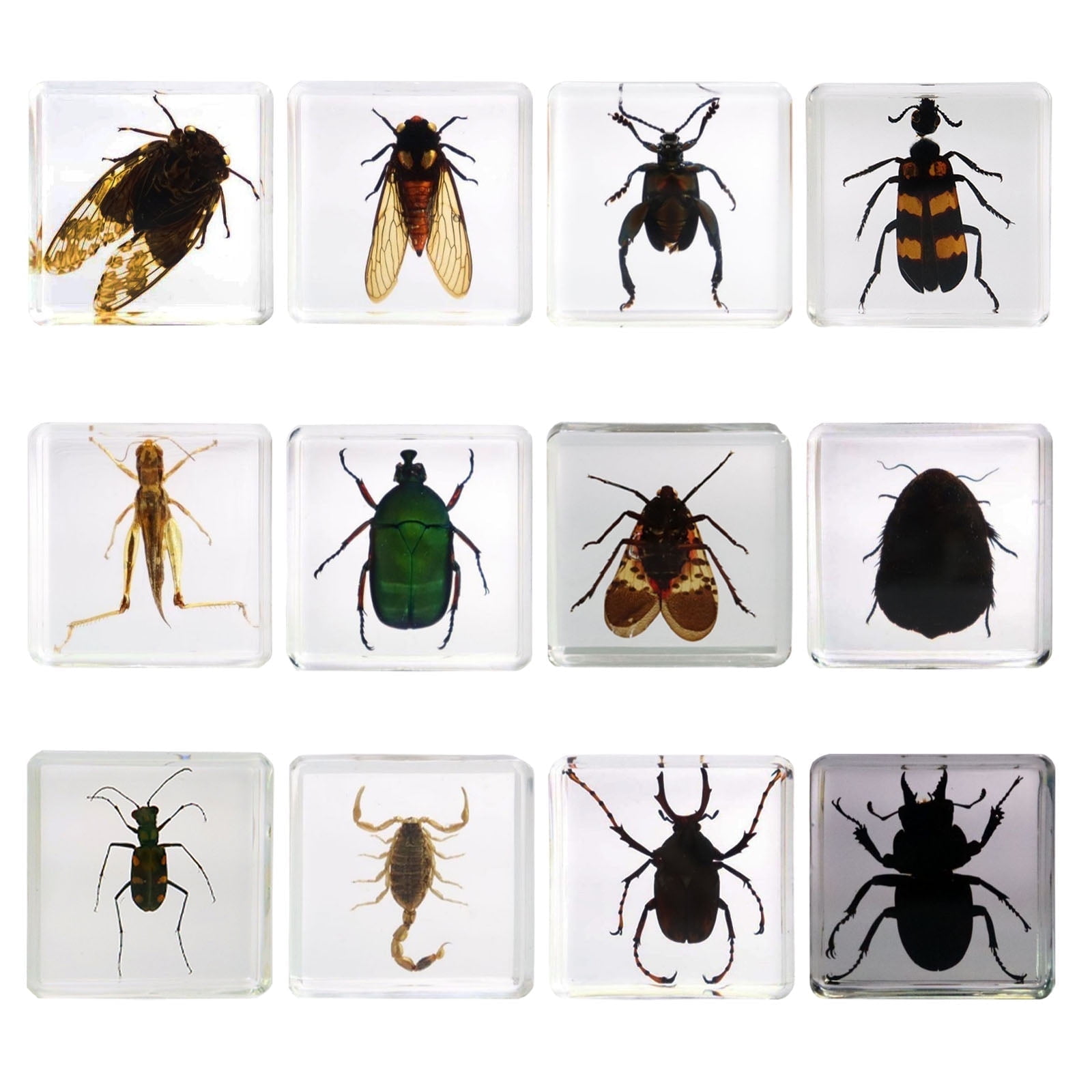 YUXUN YX Insect in Resin Specimen, Real Bugs in Clear Resin for Scientific Education - Walmart.com