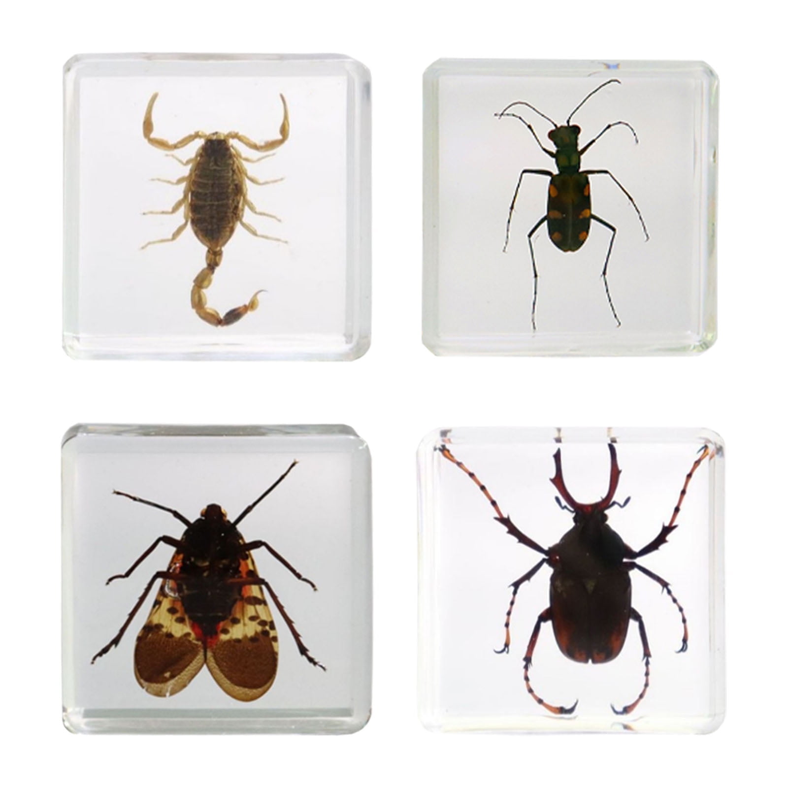 YUXUN YX Insect in Resin Specimen, Real Bugs in Clear Resin for Scientific Education - Walmart.com
